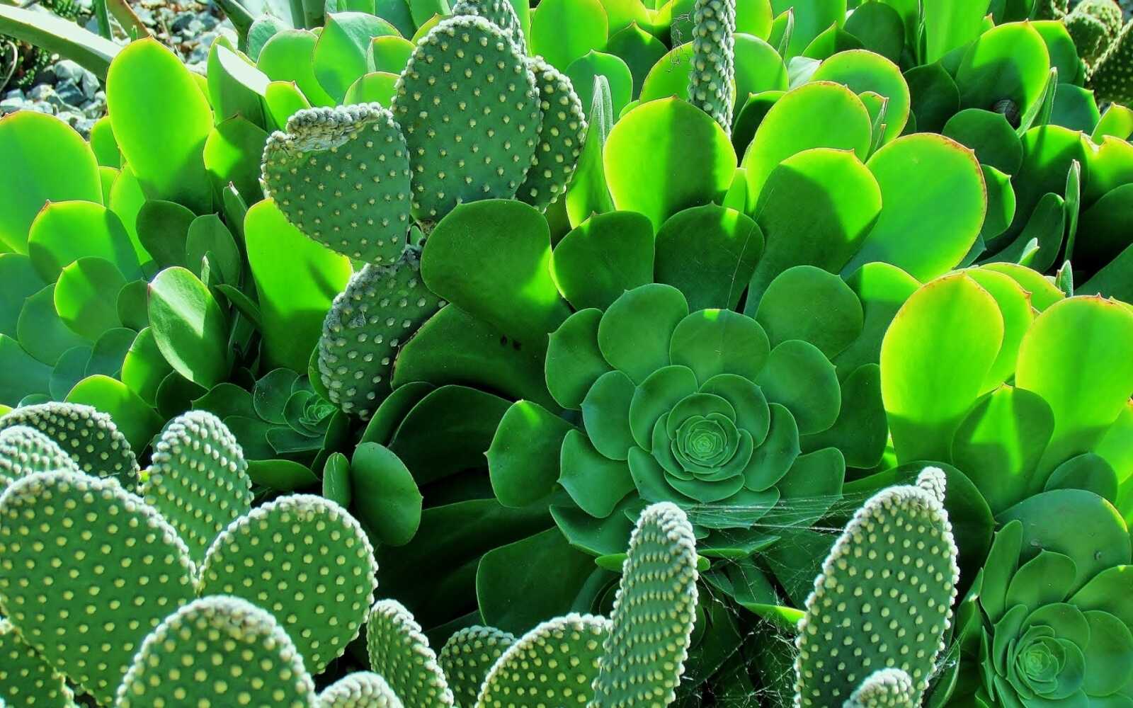 Cactus Wallpapers (39 images) - WallpaperCat