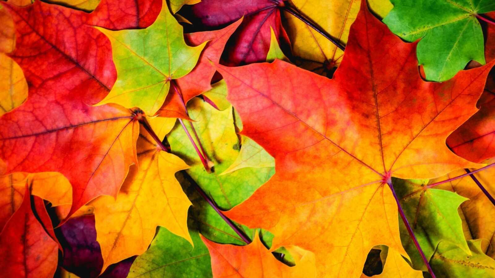 Maple Leaf Wallpapers (112 images) - WallpaperCat