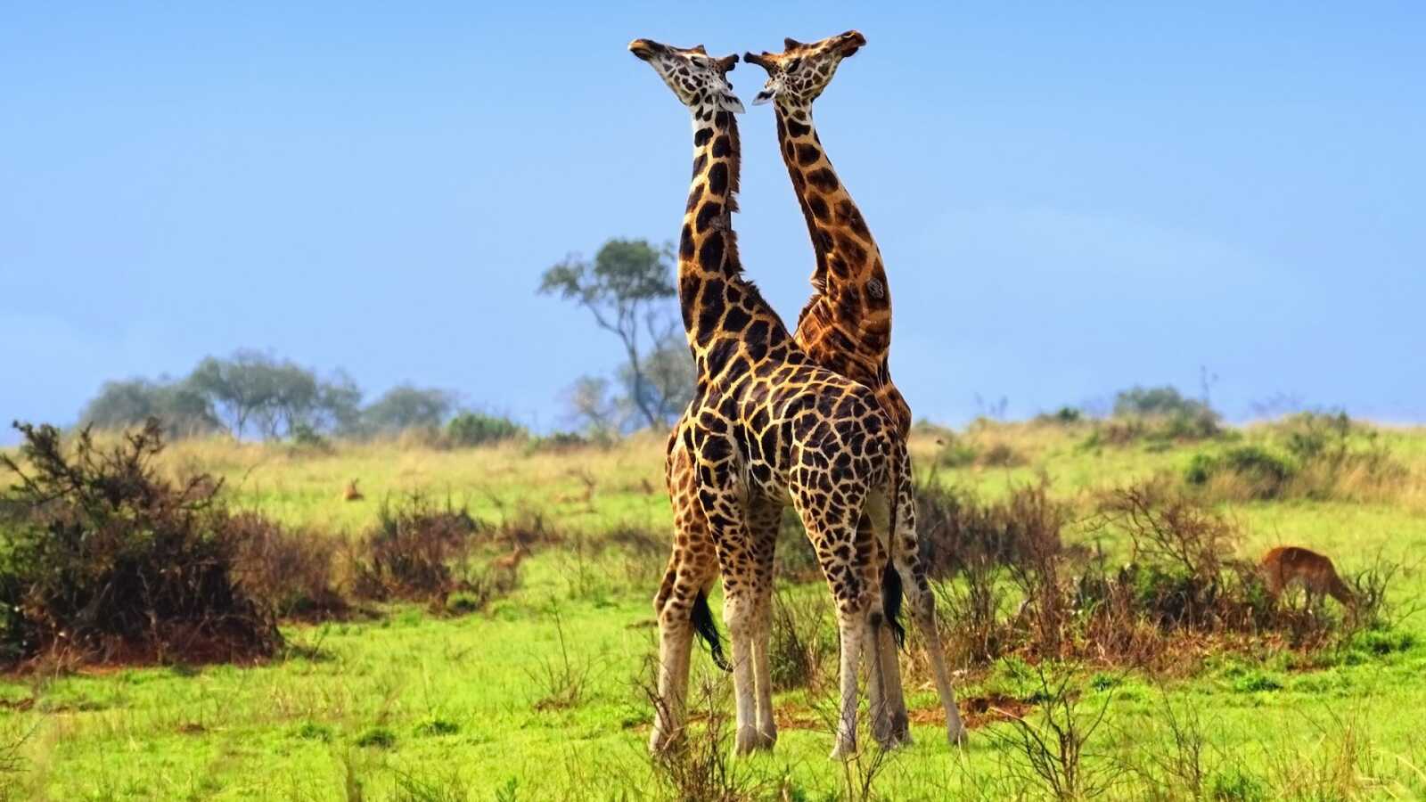 Uganda Wallpapers (30 images) - WallpaperCat