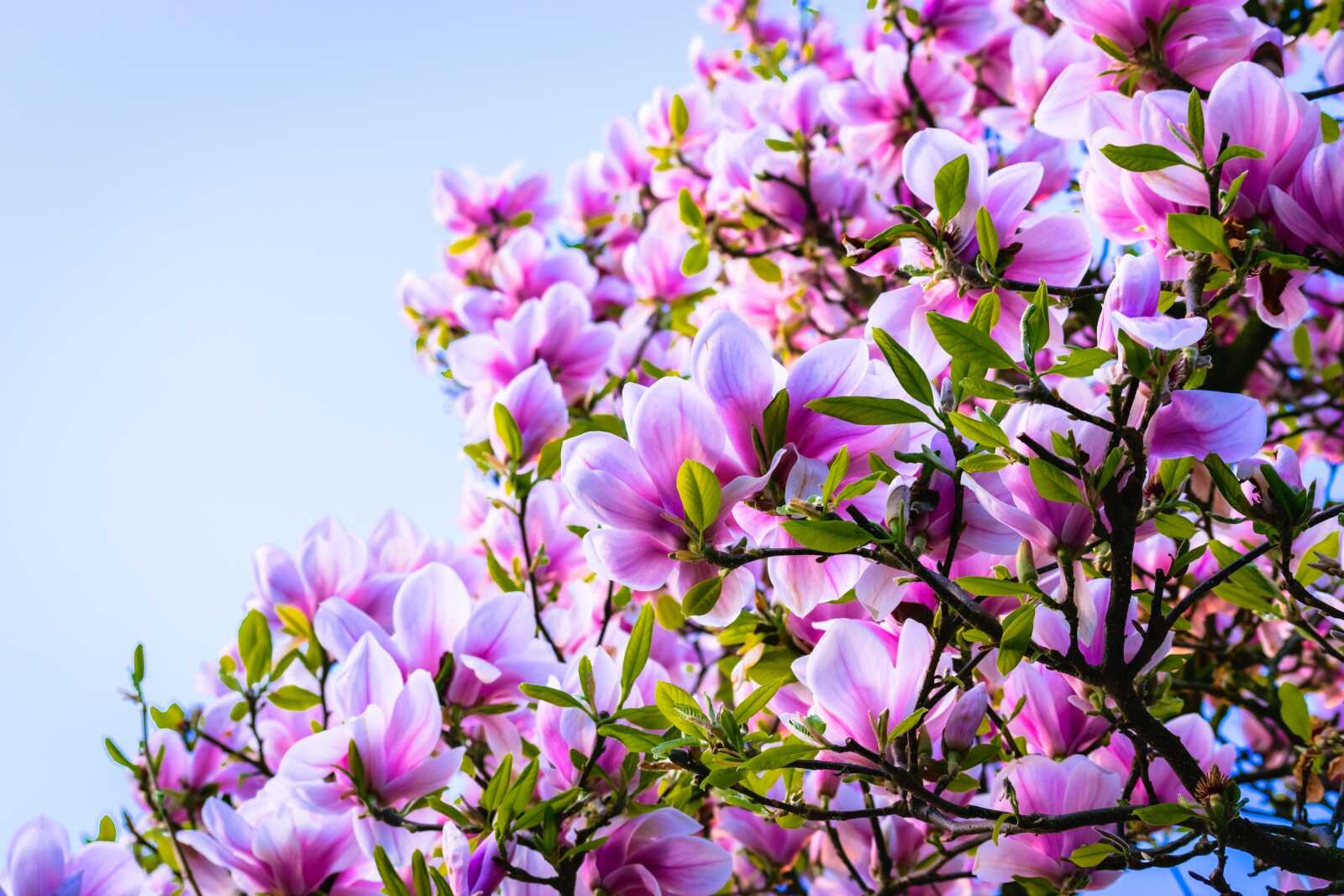 Magnolia Wallpapers (46 images) - WallpaperCat