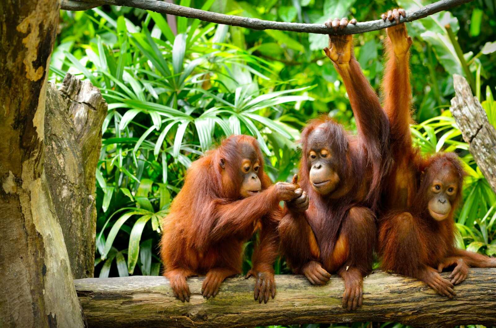 Ape Wallpapers (24 images) - WallpaperCat
