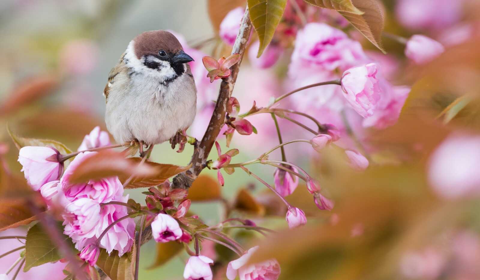 Sparrow (Bird) Wallpapers (46 images) - WallpaperCat