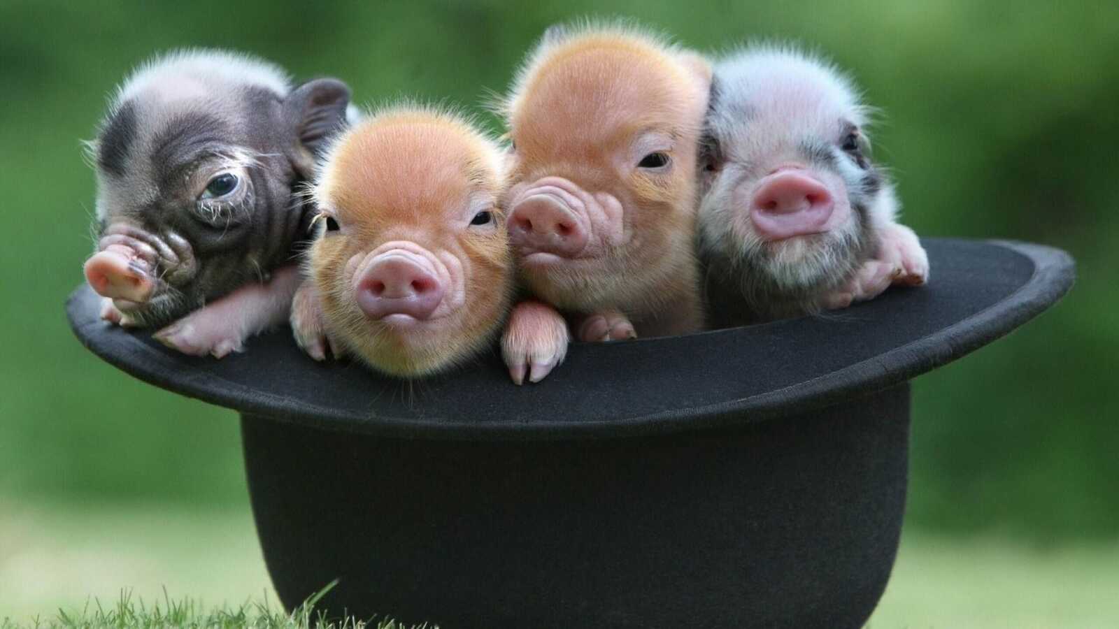 Pig Wallpapers (45 images) - WallpaperCat