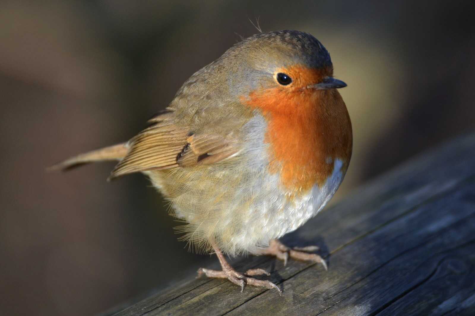 Robin (Bird) Wallpapers (44 images) - WallpaperCat