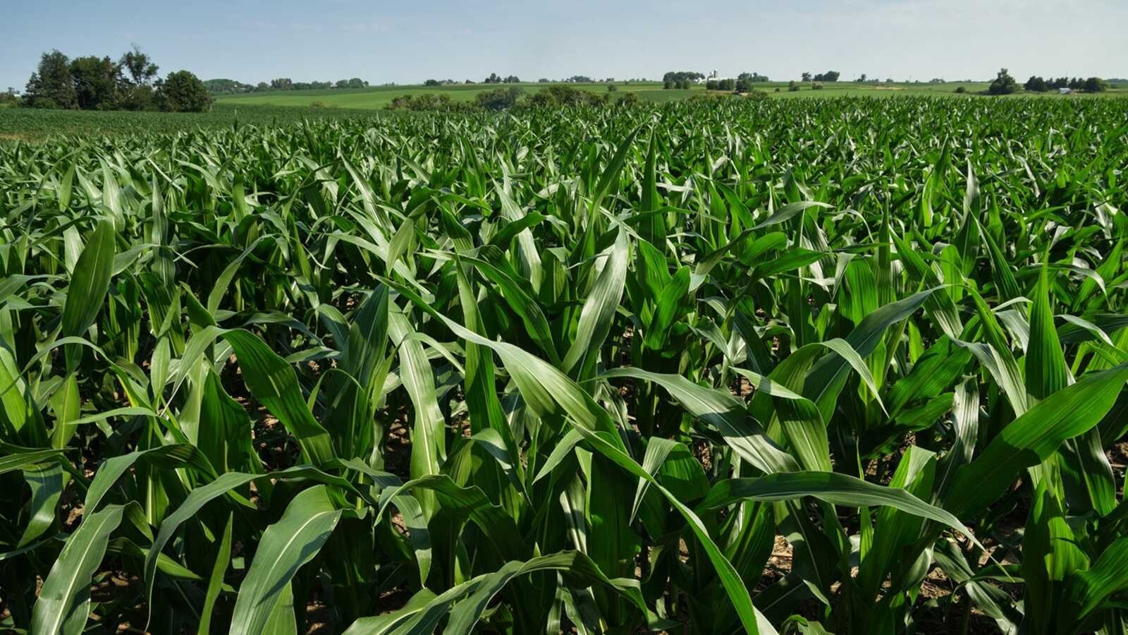 Iowa Wallpapers (22 images) - WallpaperCat