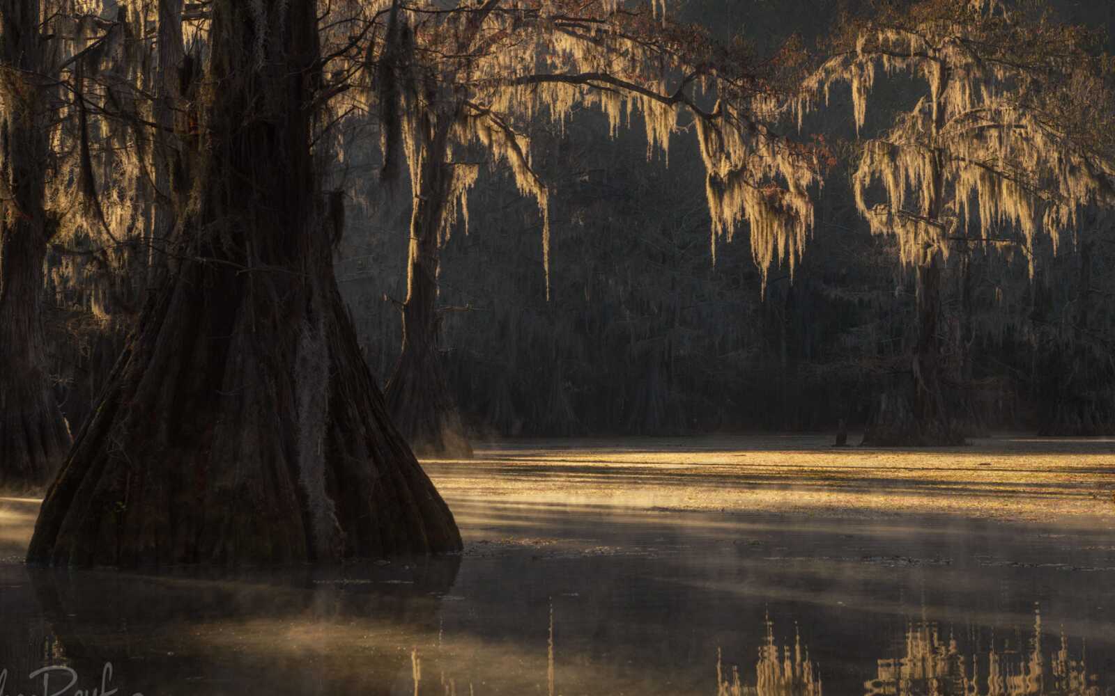 Cypress Tree Wallpapers (40 images) - WallpaperCat