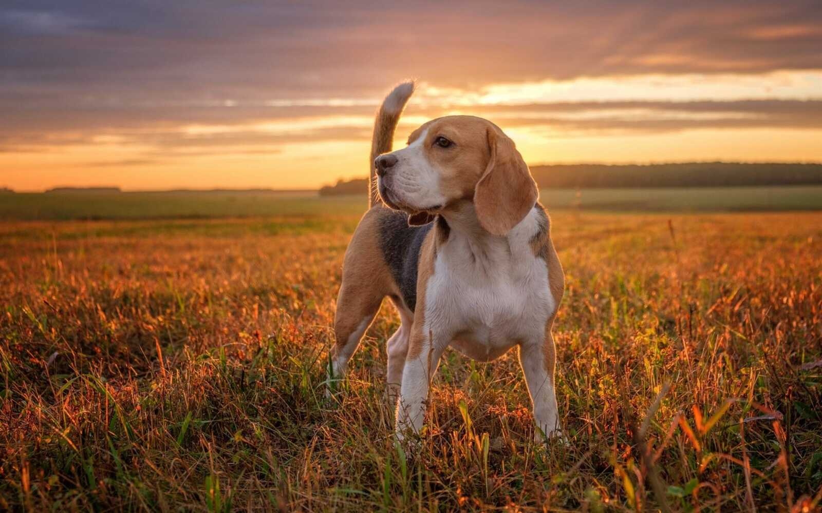 Beagle Wallpapers (34 images) - WallpaperCat