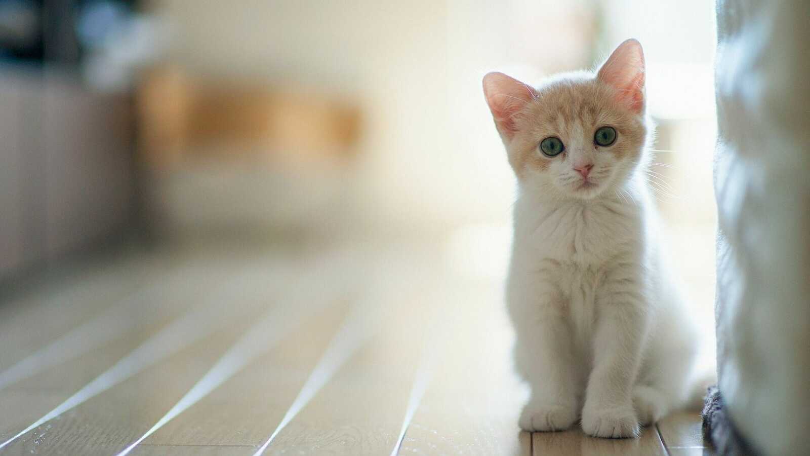 Kitten Wallpapers (115 images) - WallpaperCat