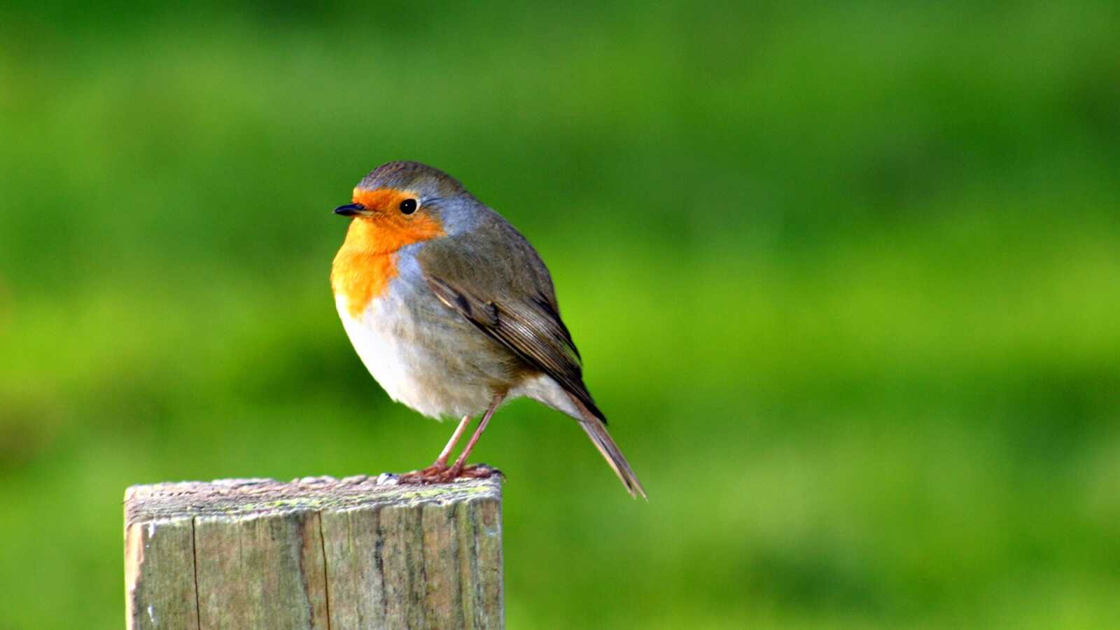 Robin (Bird) Wallpapers (44 images) - WallpaperCat