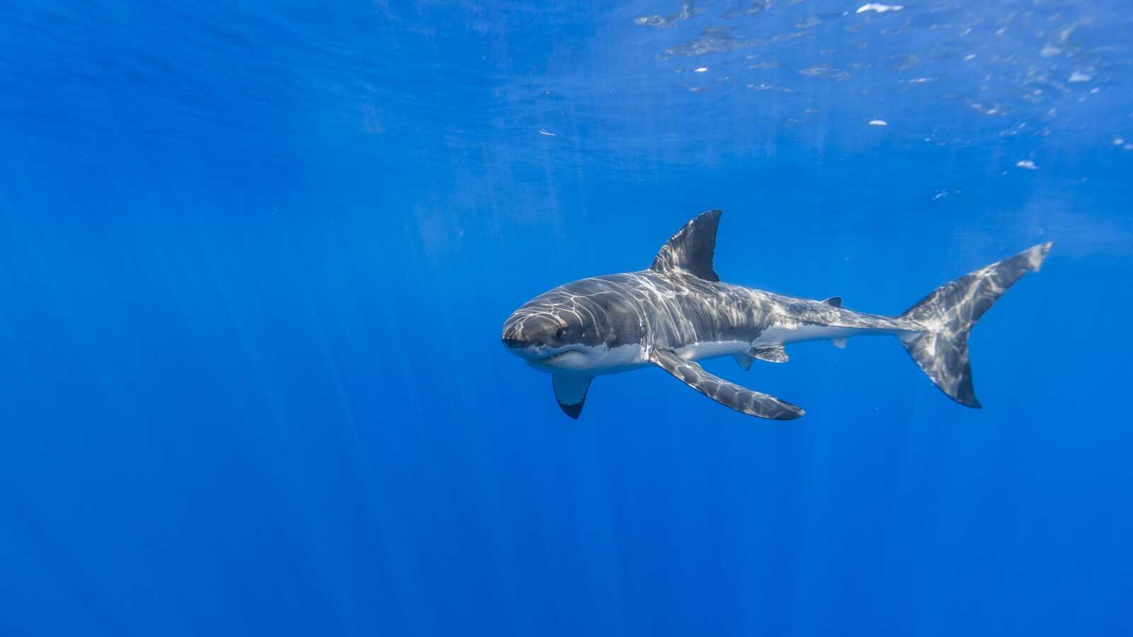 Great White Shark Wallpapers (48 images) - WallpaperCat