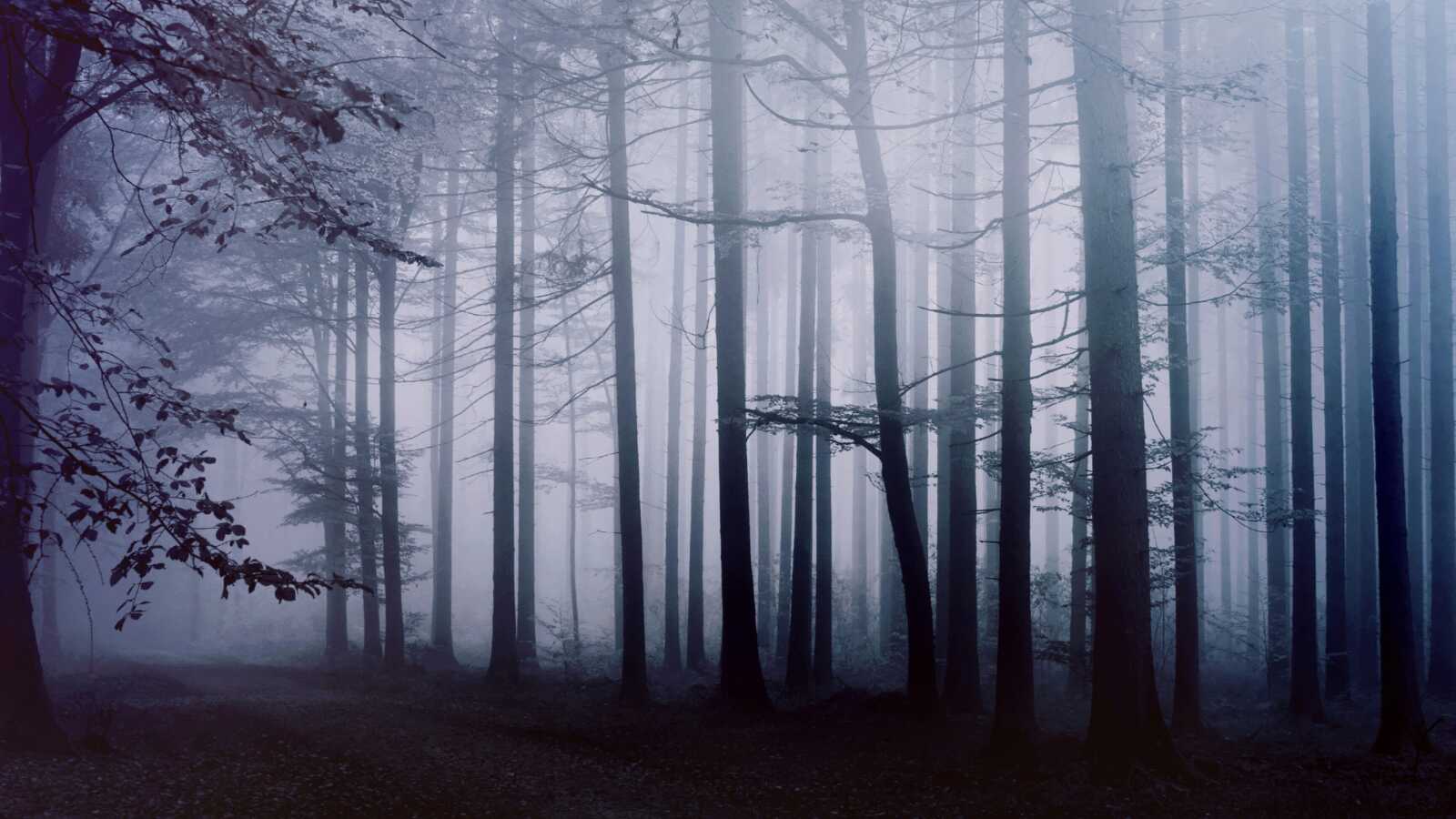 Forest Wallpapers (49 images) - WallpaperCat