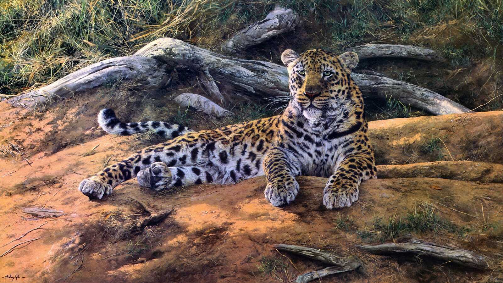 Leopard Wallpapers (44 images) - WallpaperCat