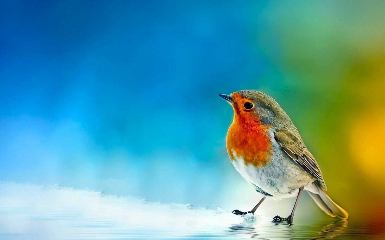 Bird Wallpapers (109 images) - WallpaperCat