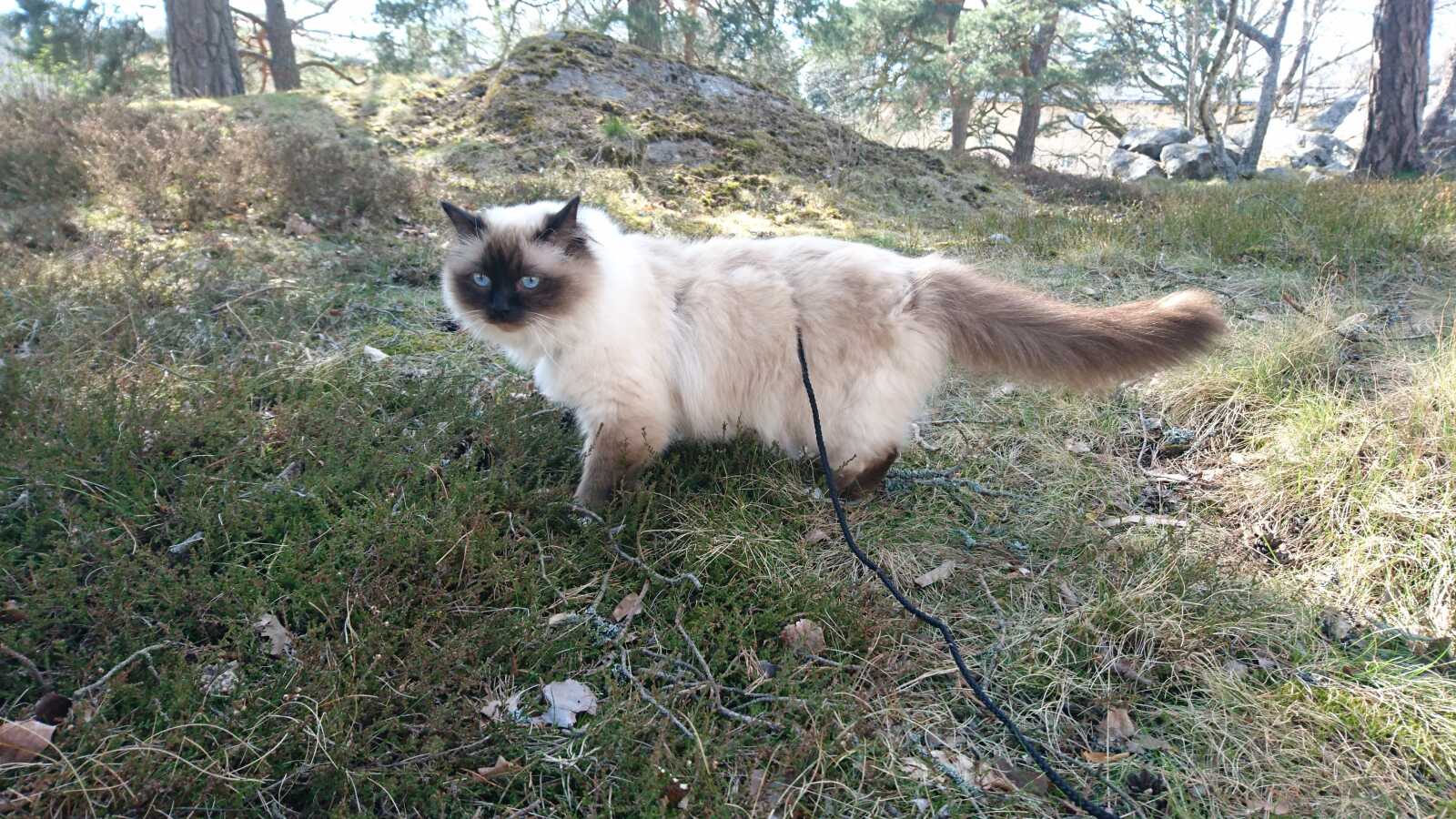 Balinese Cat Wallpapers (10 images) - WallpaperCat
