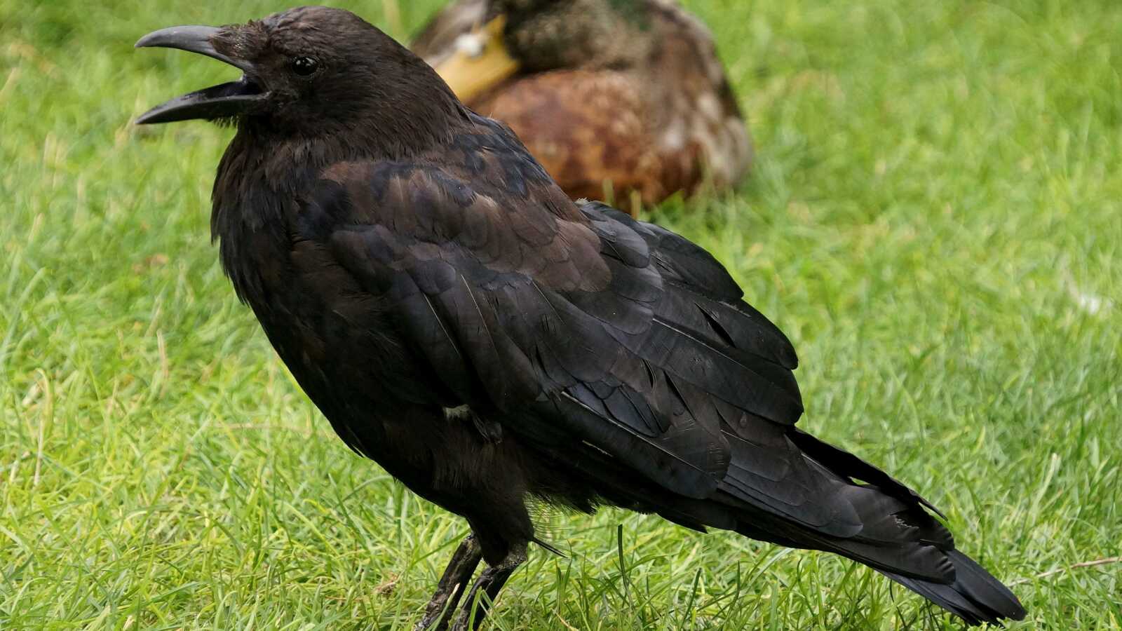 Crow Wallpapers (39 images) - WallpaperCat