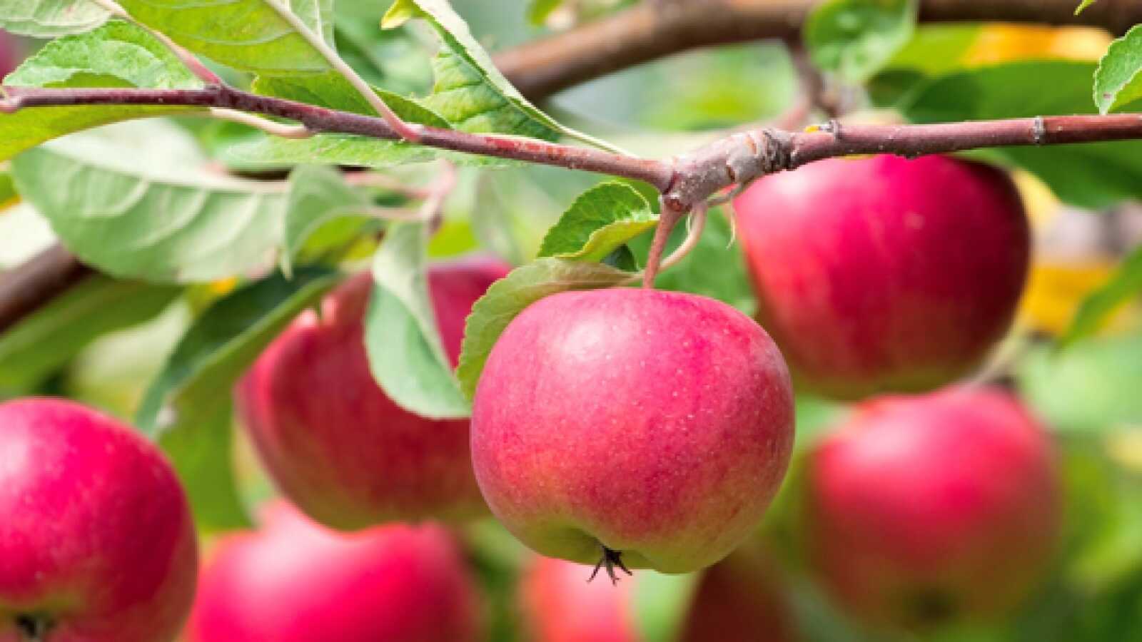 Apple Tree Wallpapers (70 images) - WallpaperCat