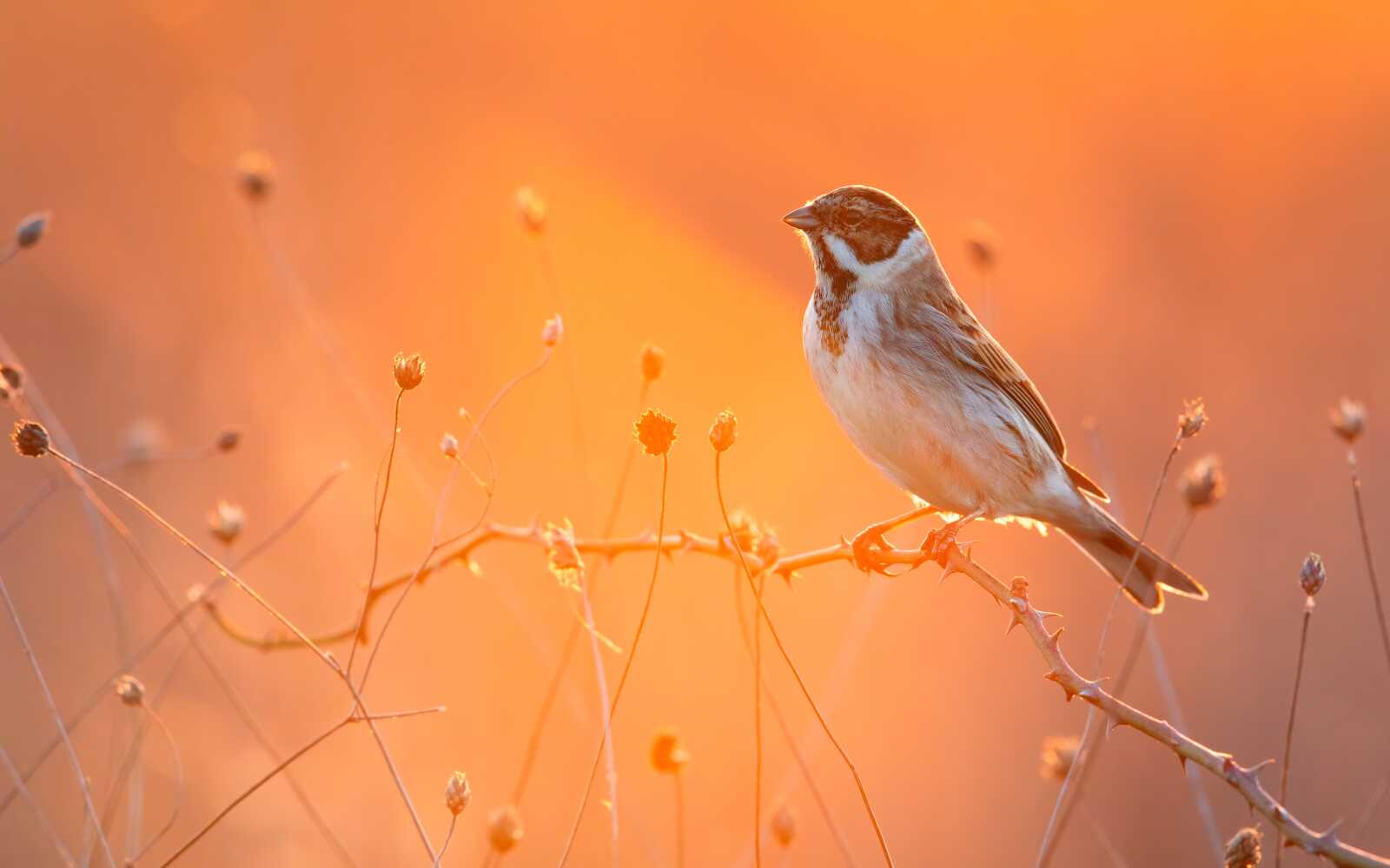 Sparrow (Bird) Wallpapers (46 images) - WallpaperCat