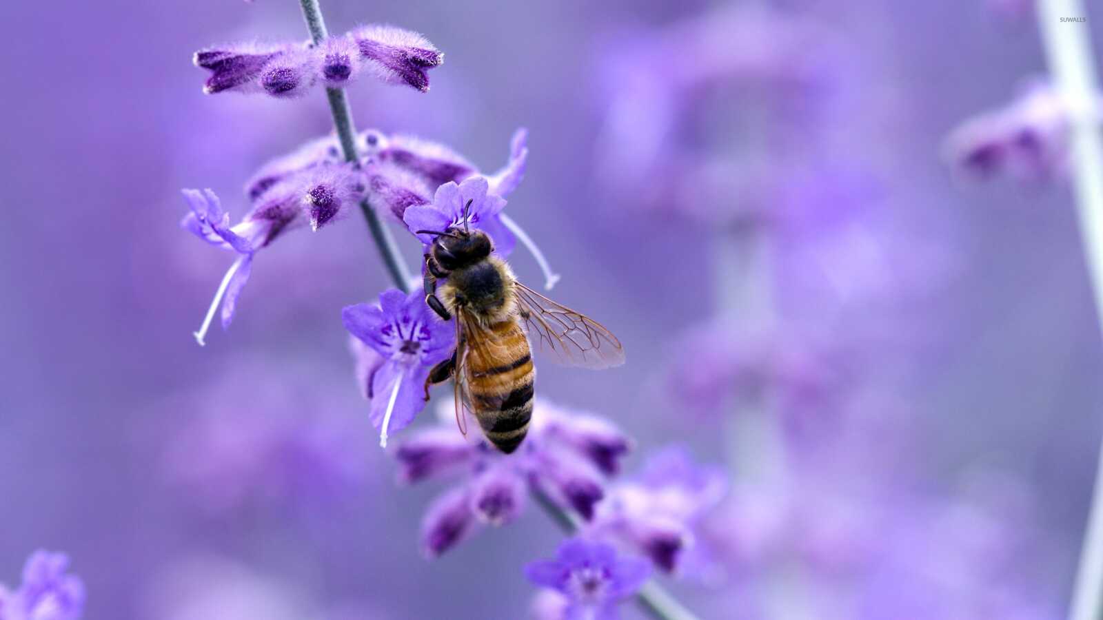 Bee Wallpapers (75 images) - WallpaperCat