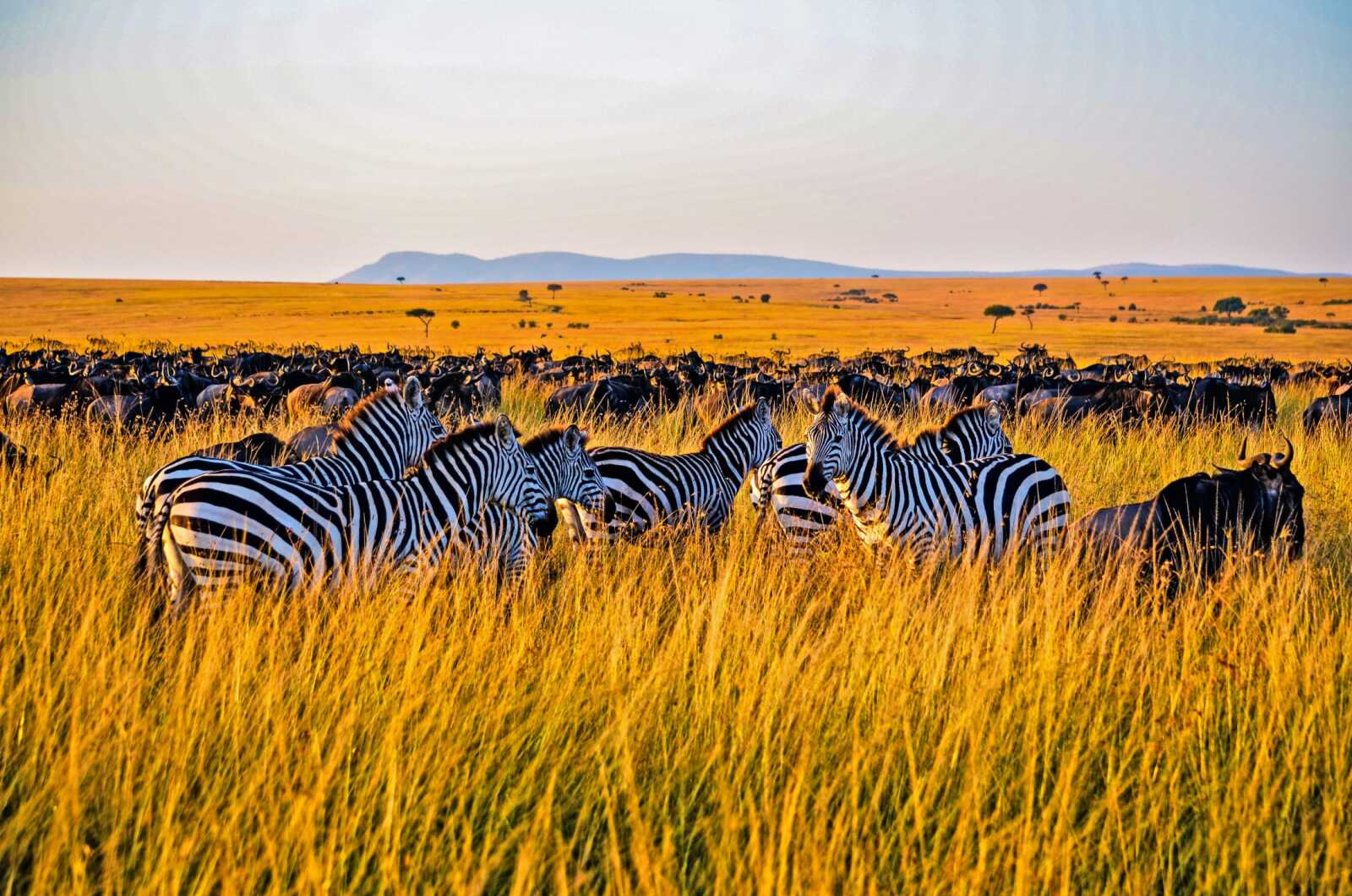 Kenya Wallpapers (40 images) - WallpaperCat