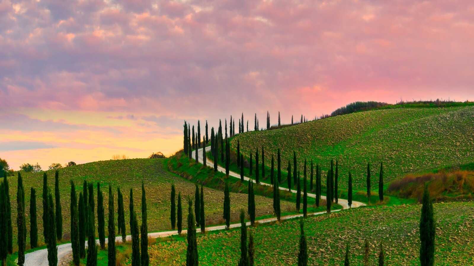 Cypress Tree Wallpapers (40 images) - WallpaperCat