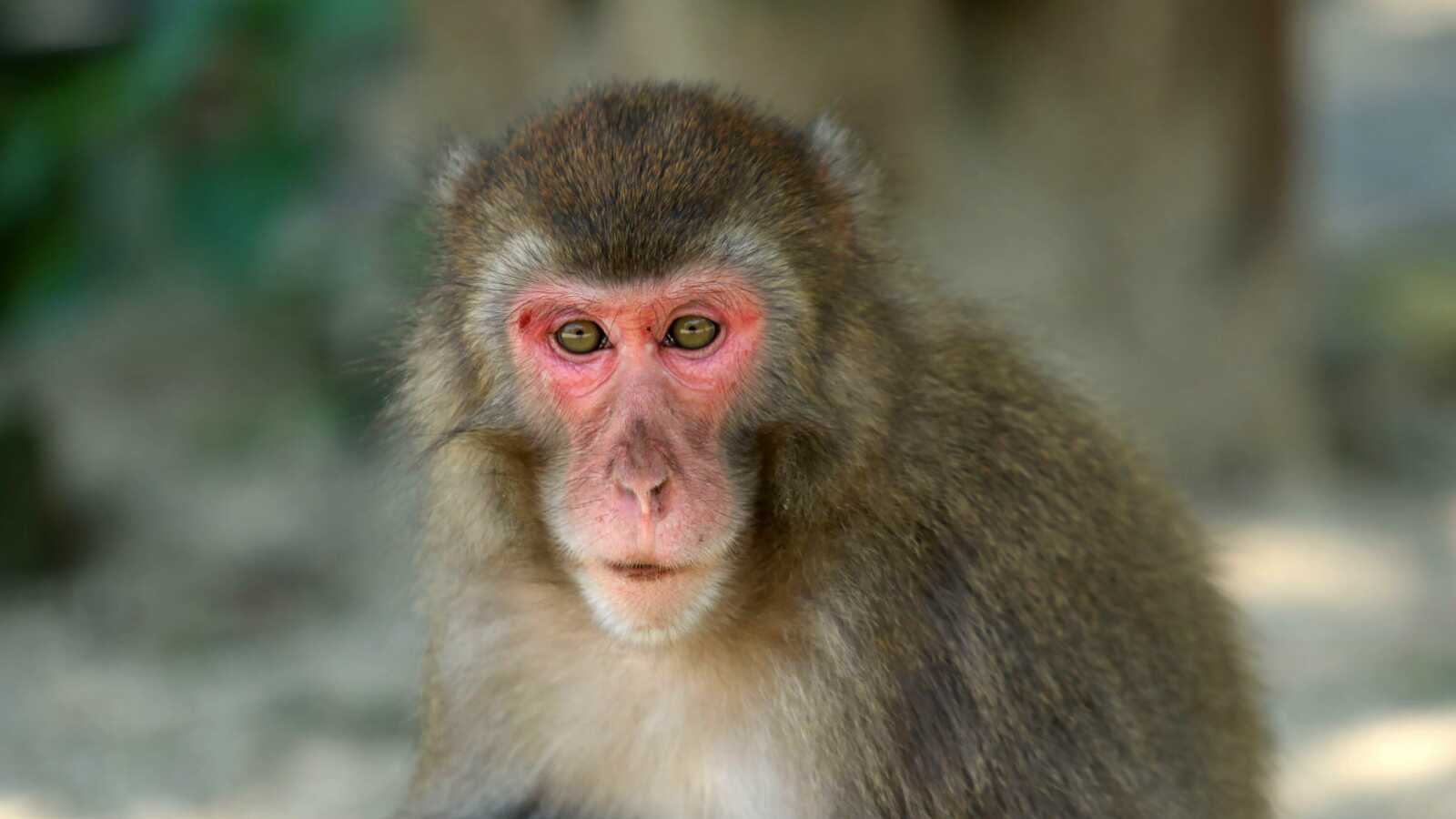 Monkey Wallpapers (60 images) - WallpaperCat