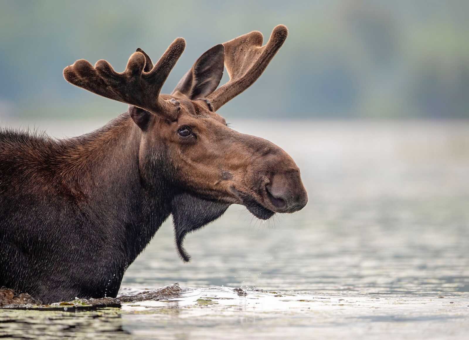 Moose Wallpapers (61 images) - WallpaperCat