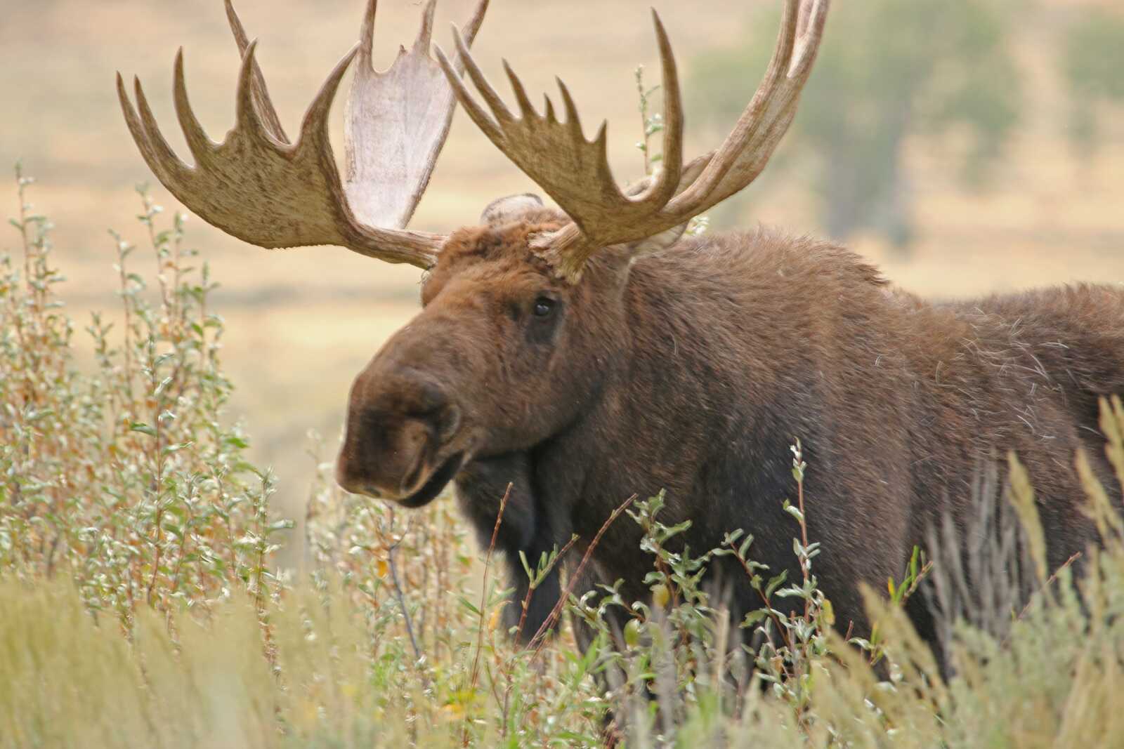 Moose Wallpapers (61 images) - WallpaperCat