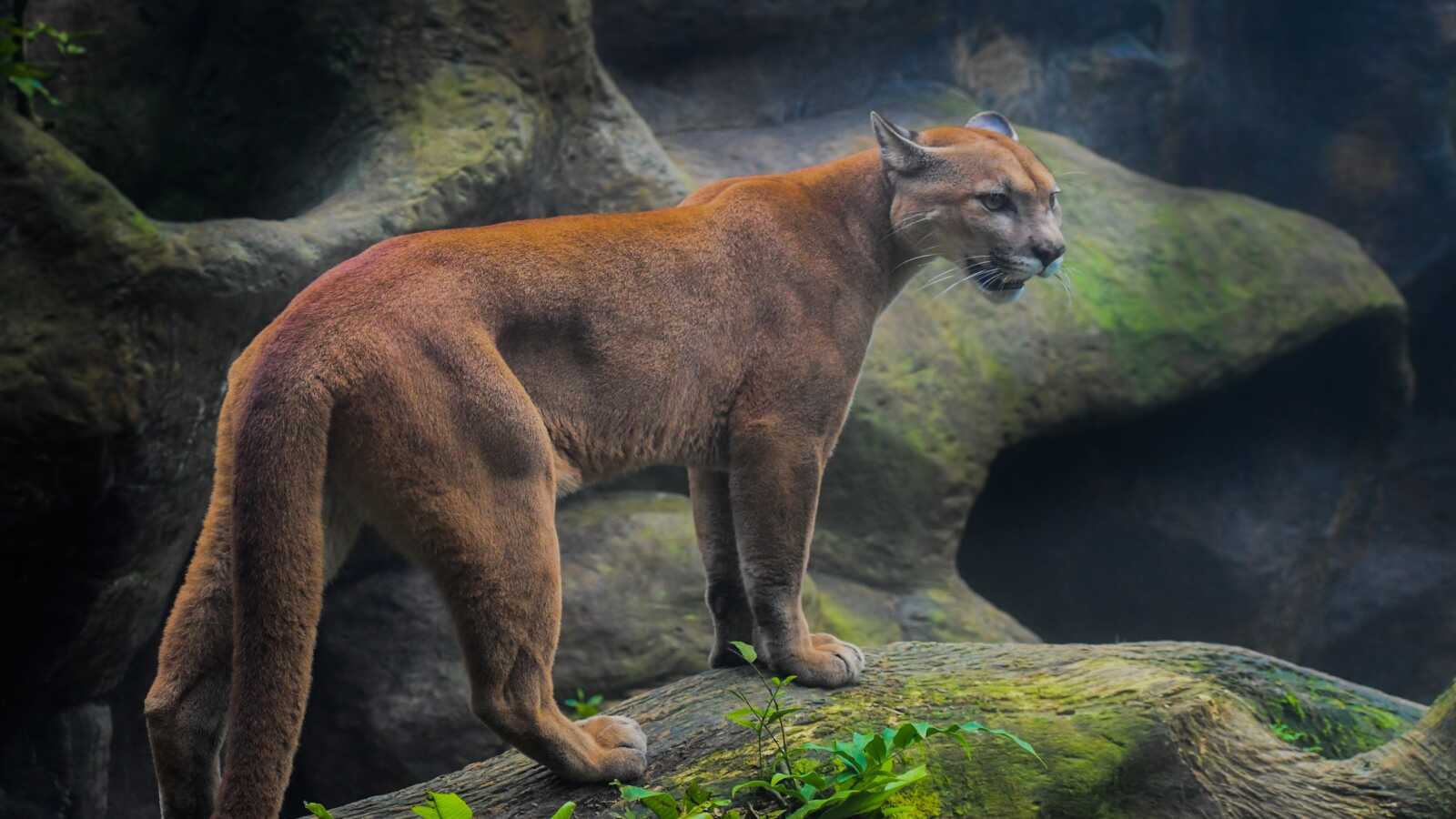 Cougar (Animal) Wallpapers (41 images) - WallpaperCat