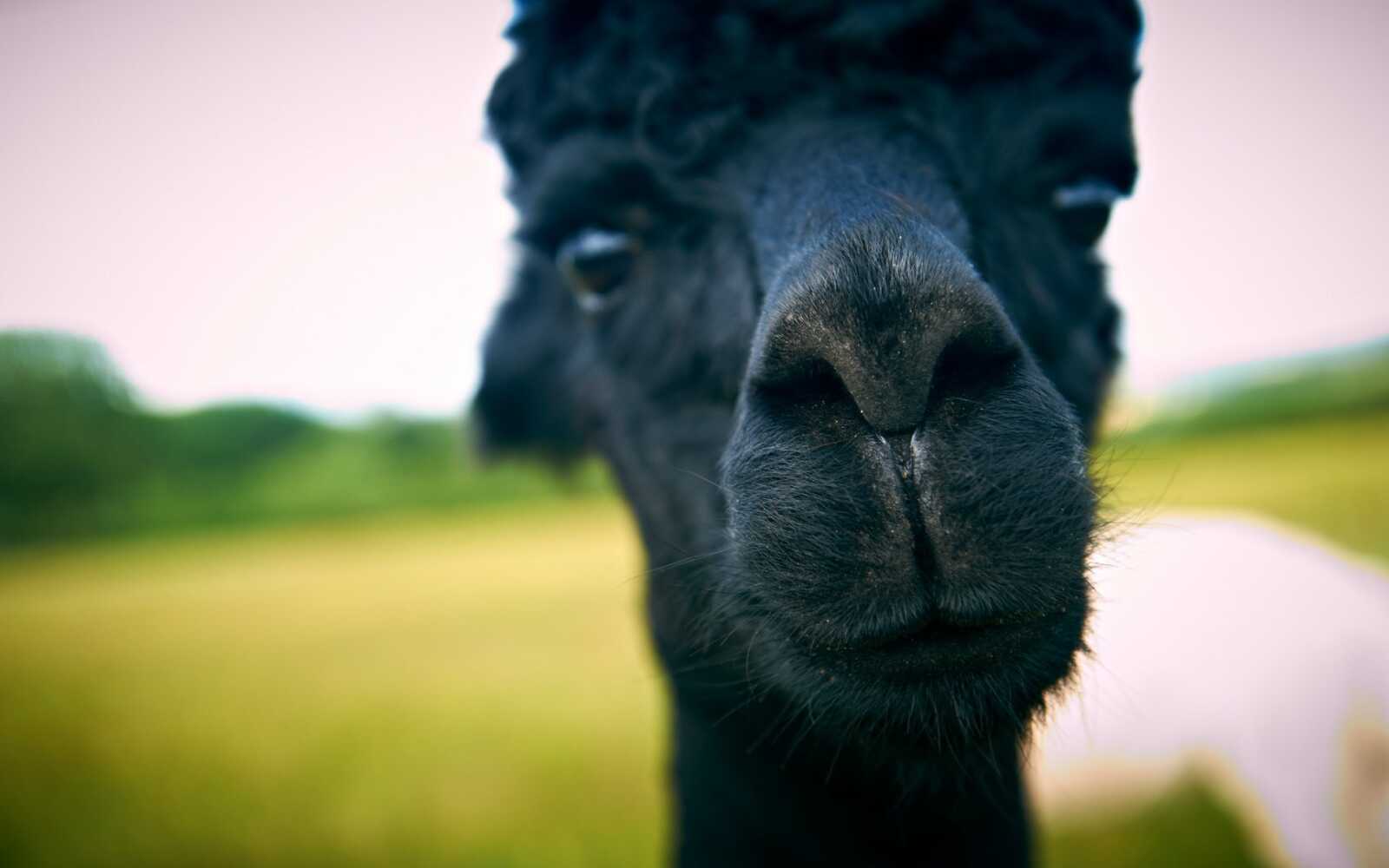 Alpaca Wallpapers (42 images) - WallpaperCat