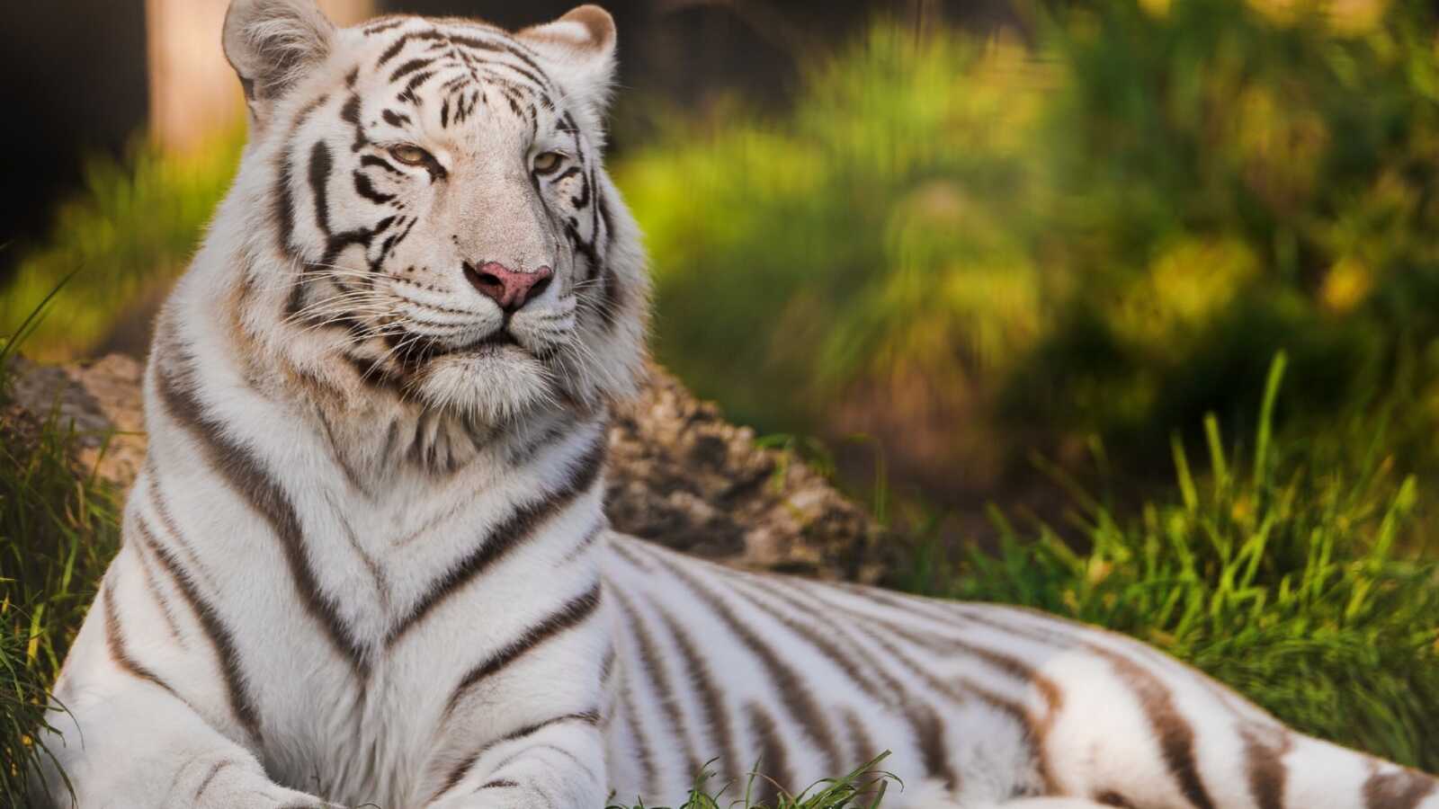 Tiger Wallpapers (86 images) - WallpaperCat