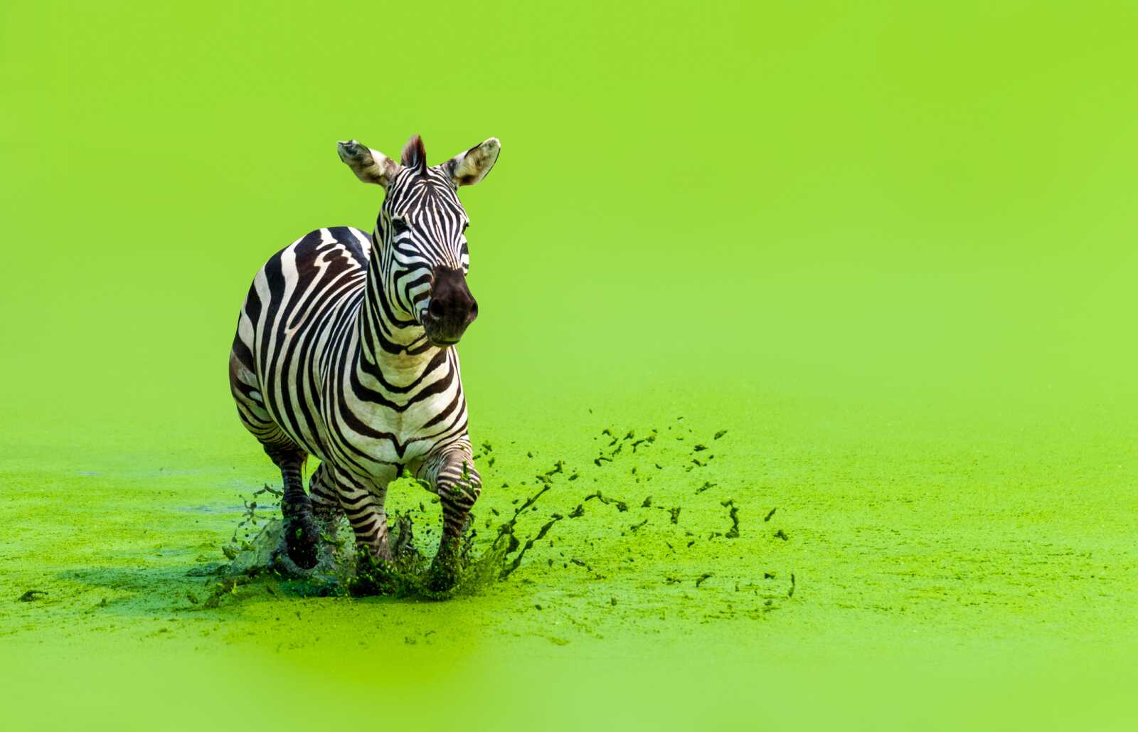 Zebra Wallpapers (48 images) - WallpaperCat