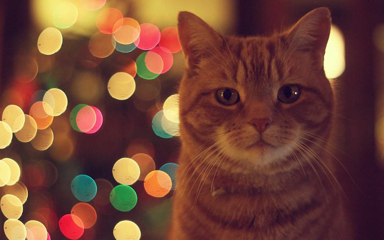 Cat Wallpapers (148 images) - WallpaperCat