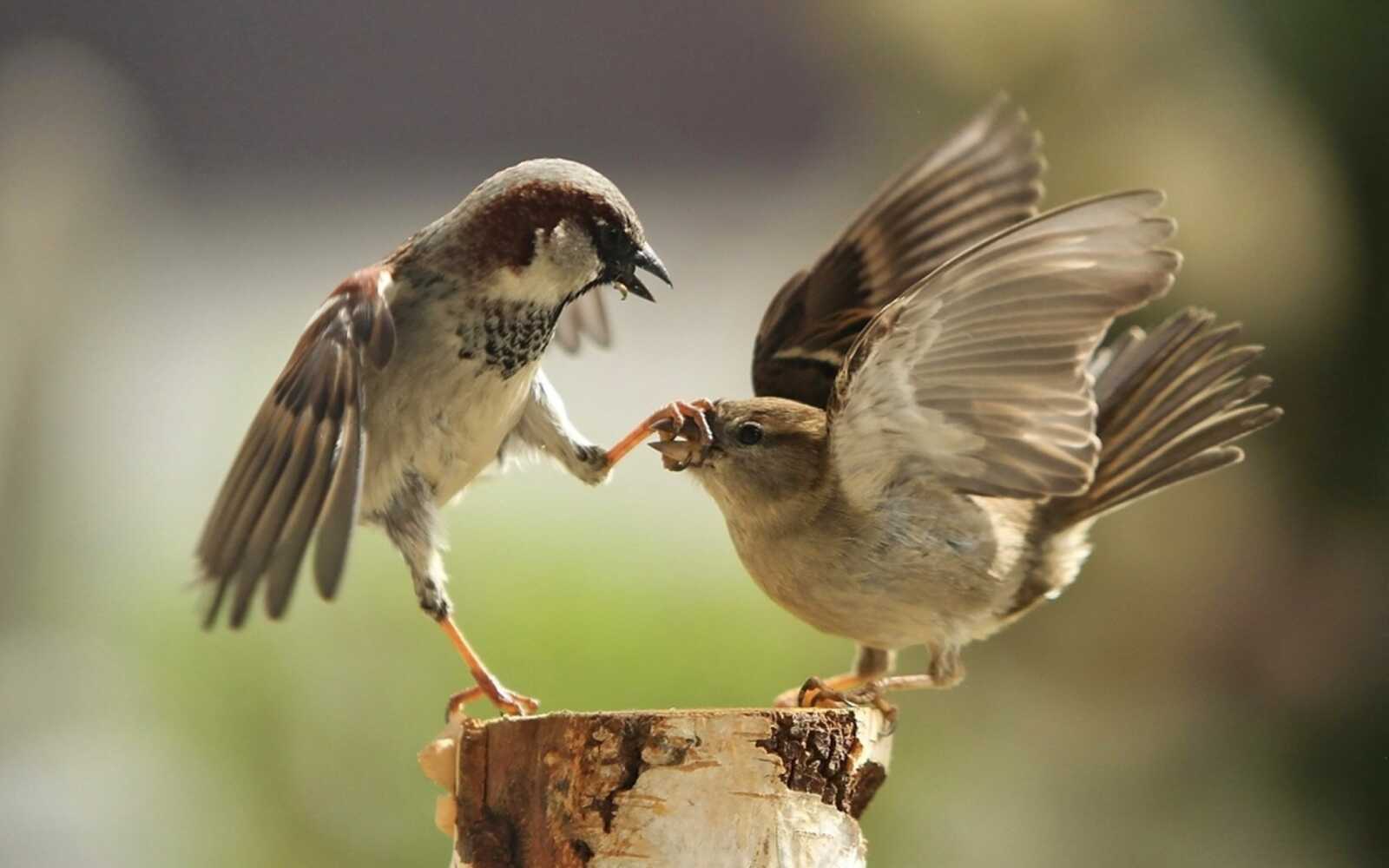 Sparrow (Bird) Wallpapers (46 images) - WallpaperCat