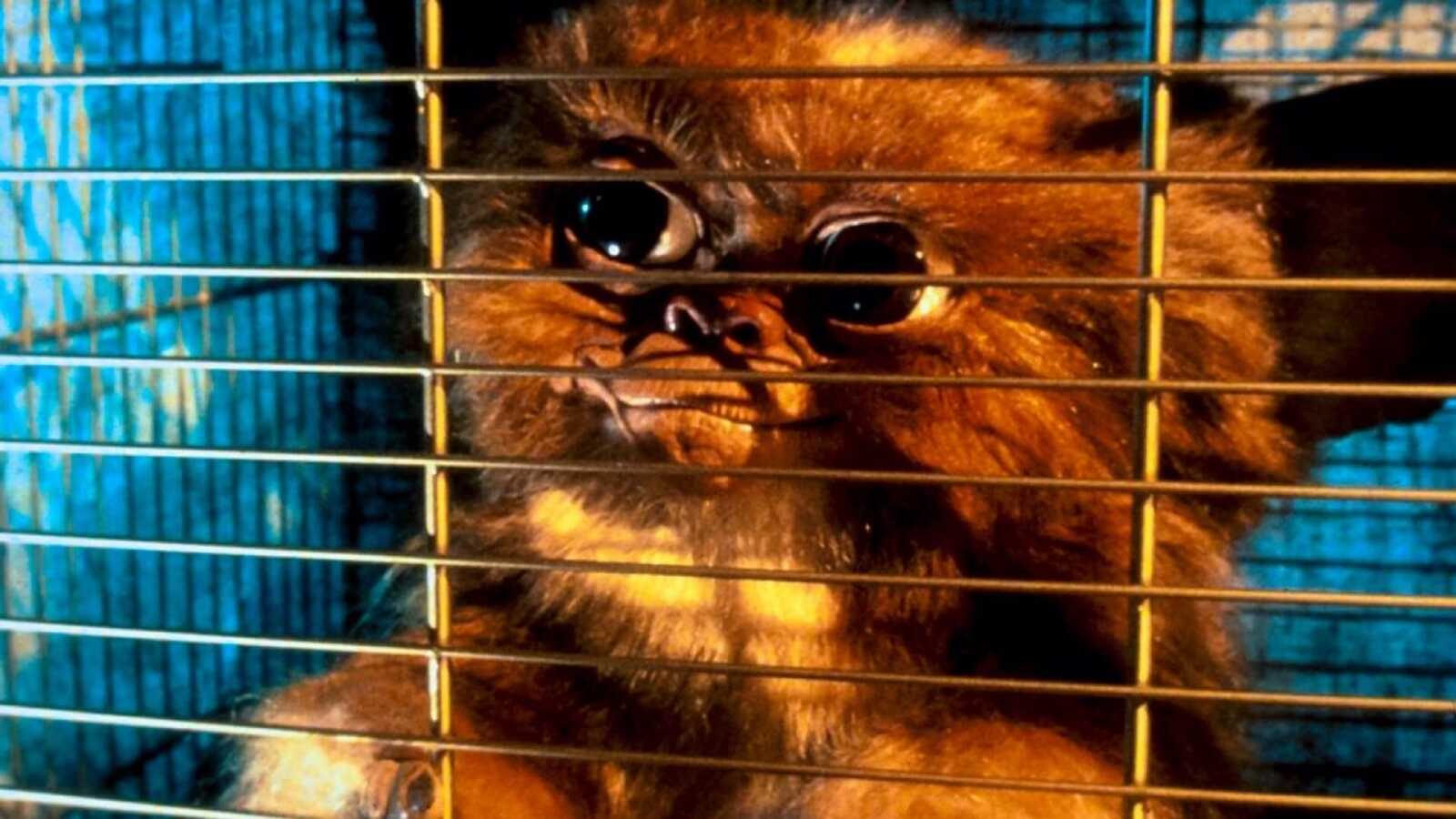 Gremlin Gizmo Wallpapers (26 images) - WallpaperCat