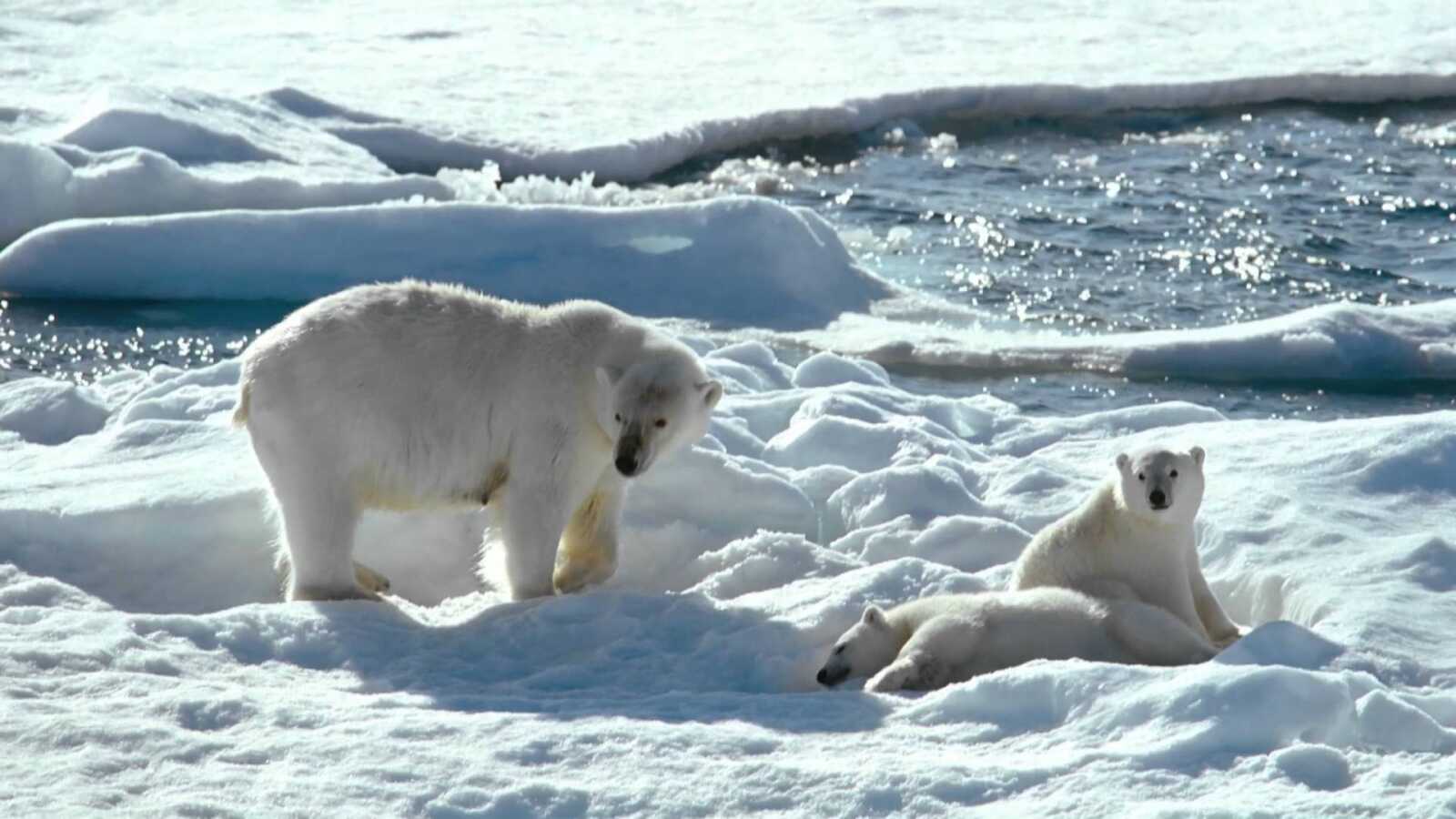 Arctic Wallpapers (63 images) - WallpaperCat