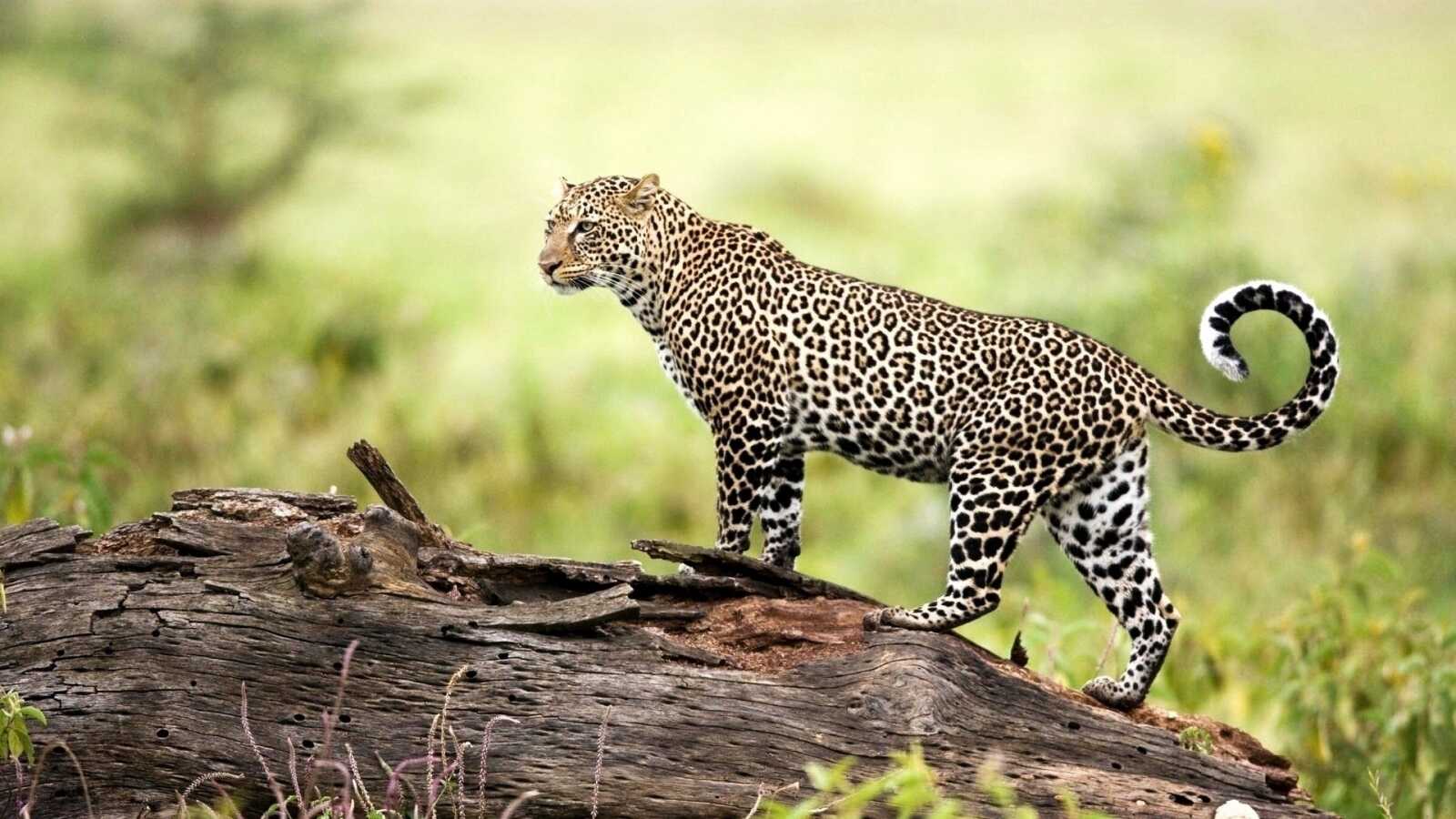 Leopard Wallpapers (44 images) - WallpaperCat