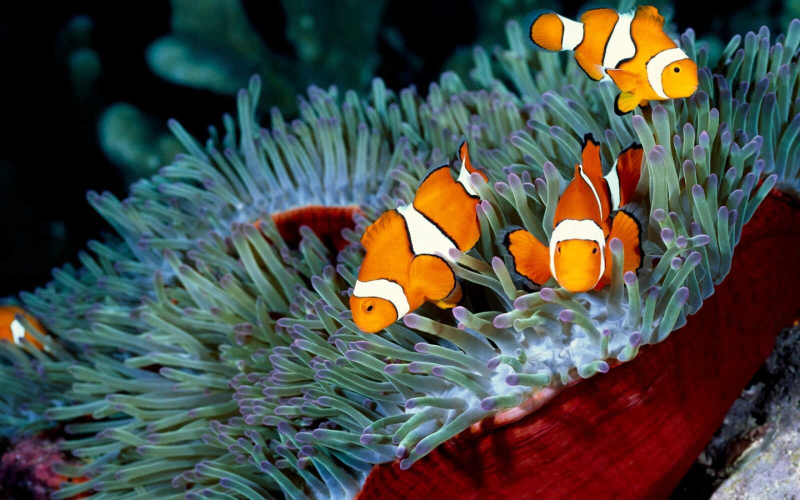 Clownfish Wallpapers (63 images) - WallpaperCat