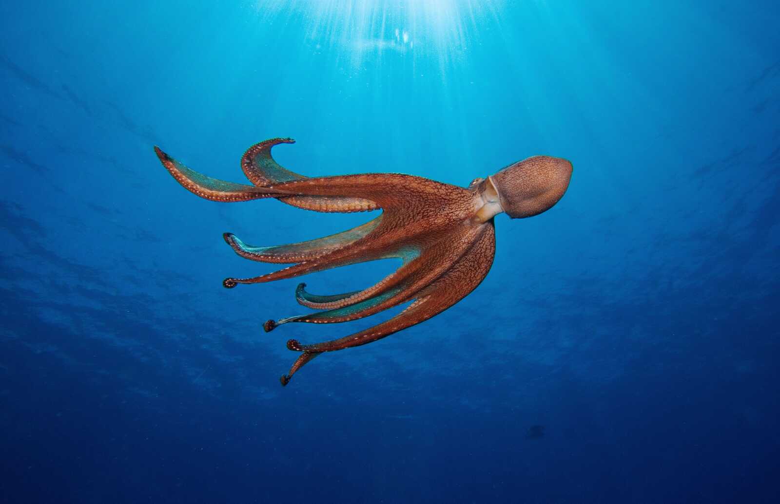 Octopus Wallpapers (24 images) - WallpaperCat