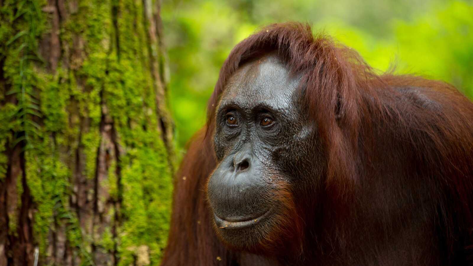 Orangutan Wallpapers (61 images) - WallpaperCat
