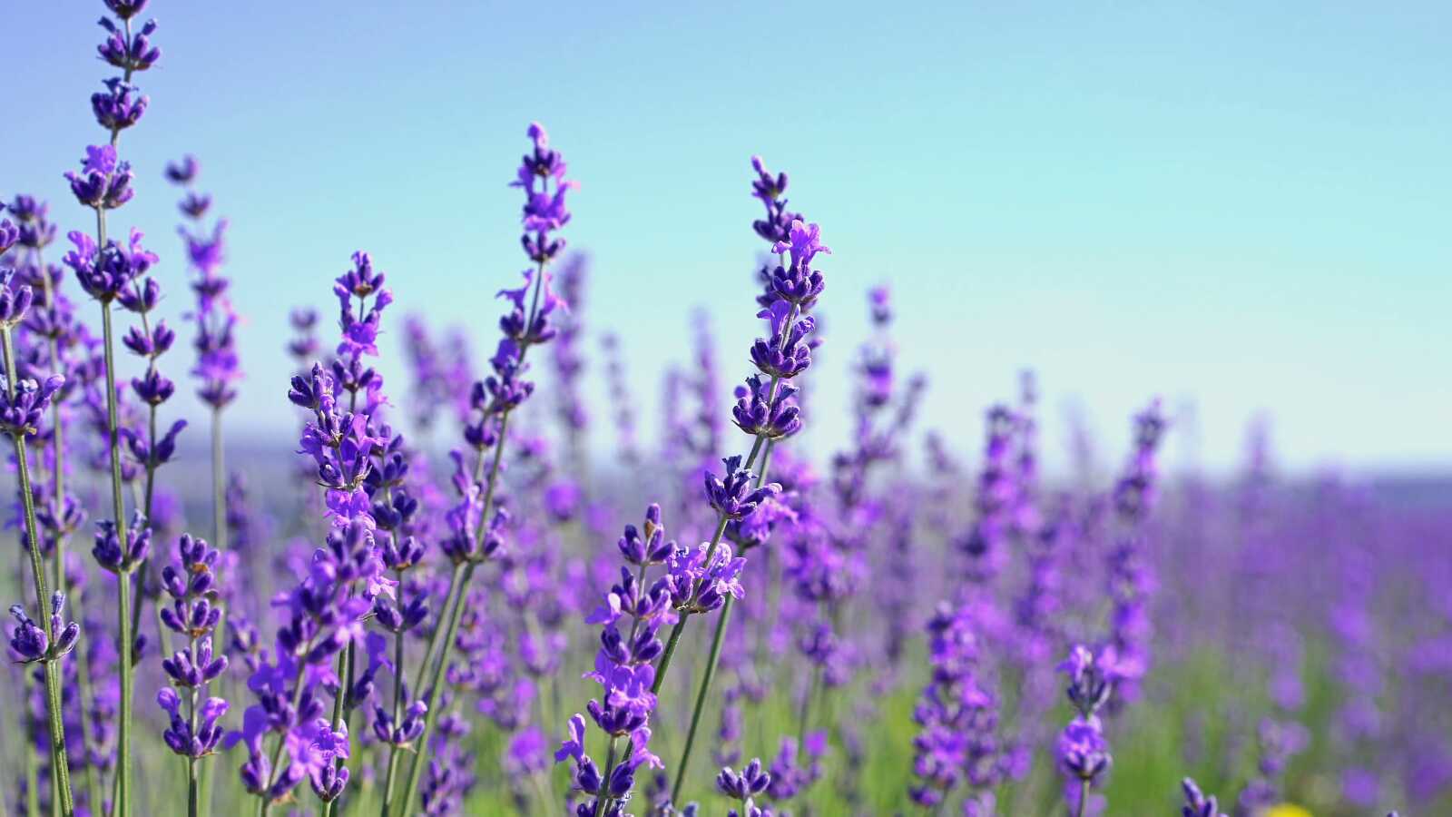 Lavender Wallpapers (97 images) - WallpaperCat