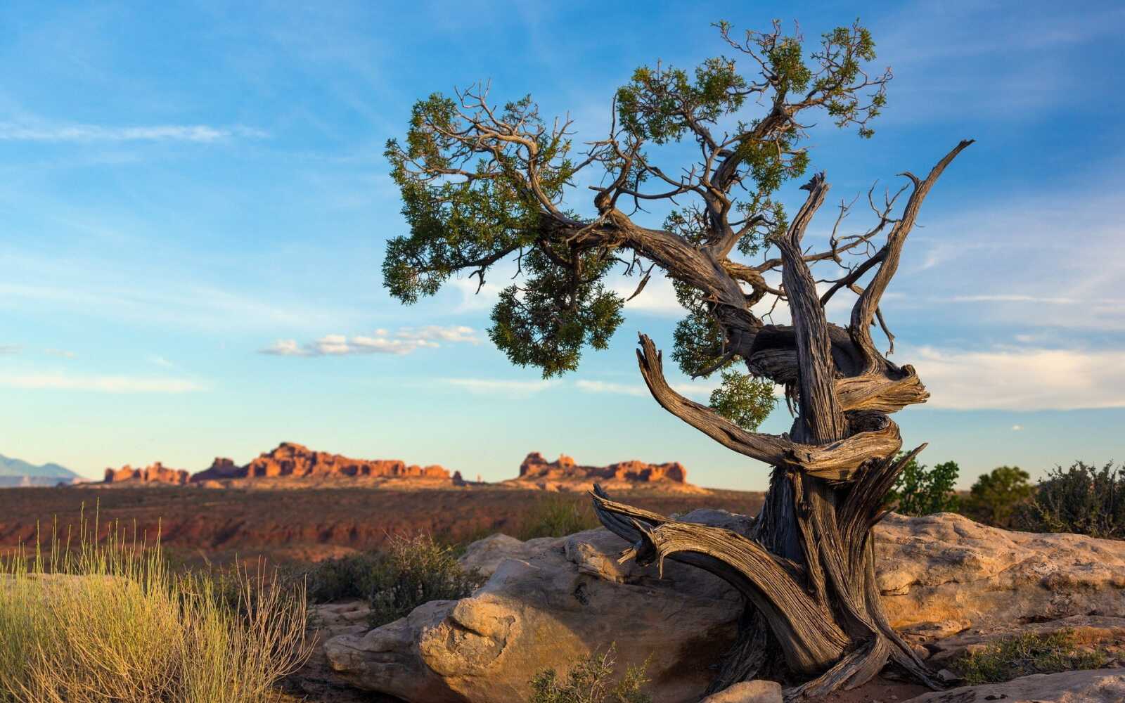 Pine Tree Wallpapers (80 images) - WallpaperCat