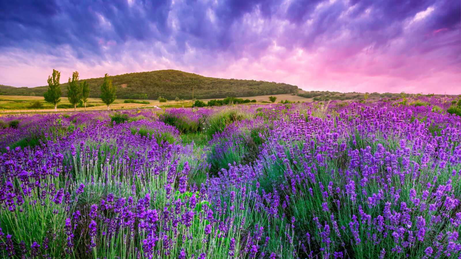 Lavender Wallpapers (97 images) - WallpaperCat