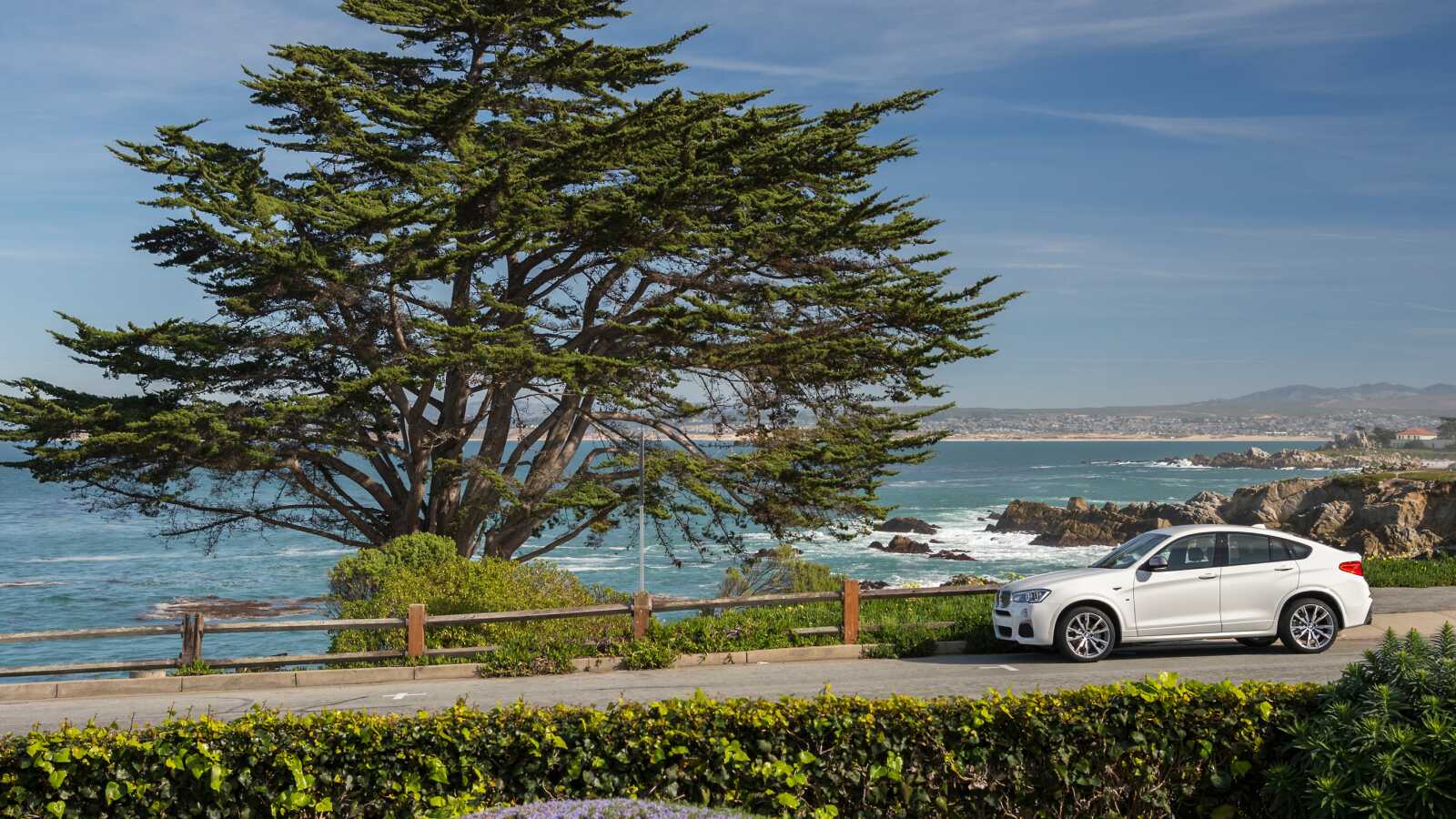 Cypress Tree Wallpapers (40 images) - WallpaperCat