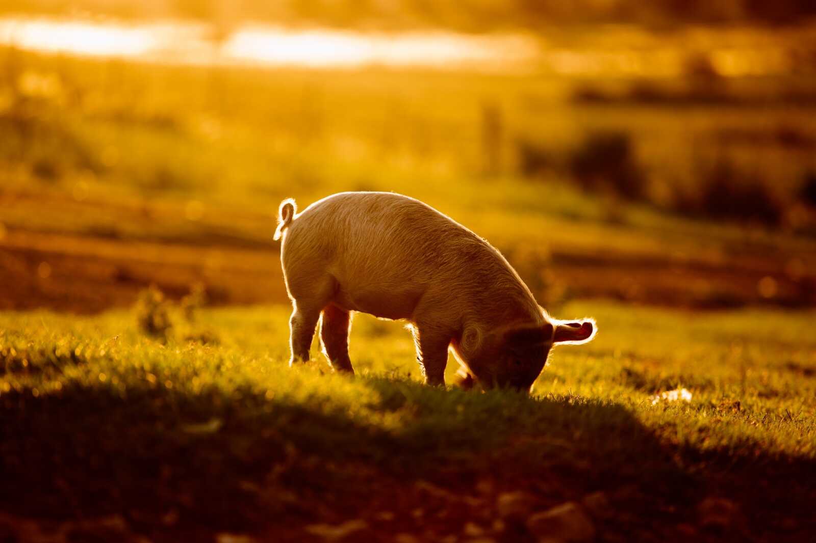 Pig Wallpapers (45 images) - WallpaperCat