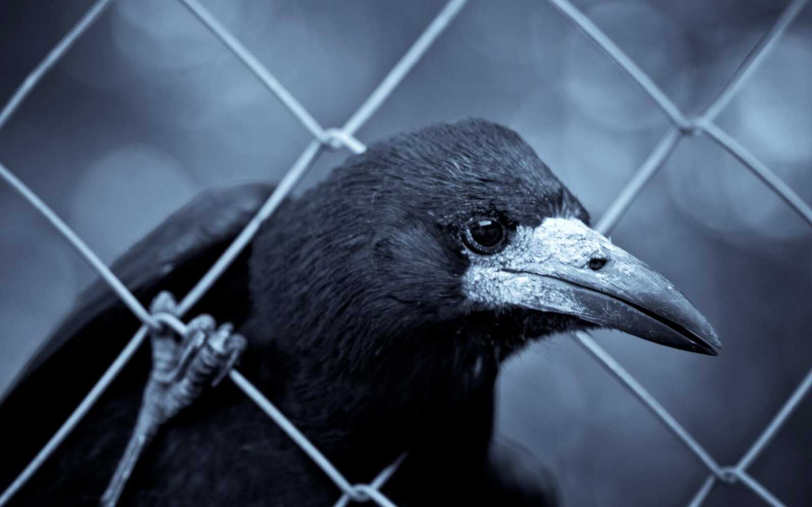 Crow Wallpapers (39 images) - WallpaperCat