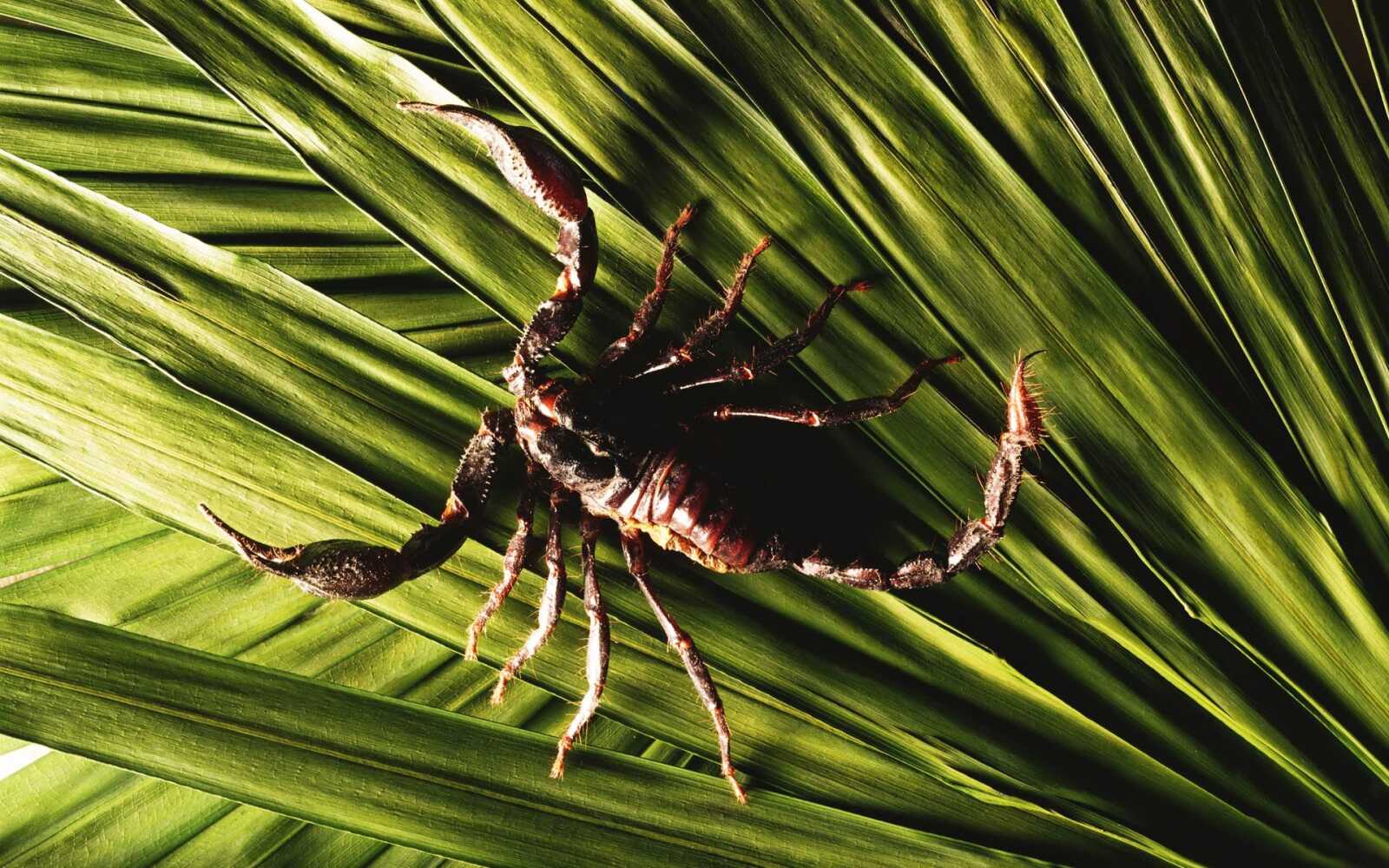 Scorpion (Animal) Wallpapers (30 images) - WallpaperCat