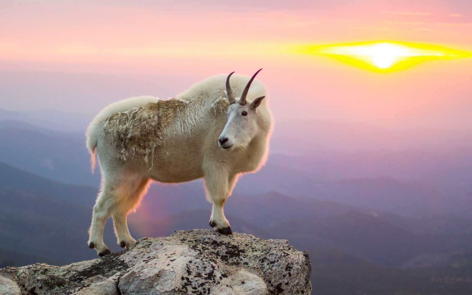Goat Wallpapers (47 images) - WallpaperCat