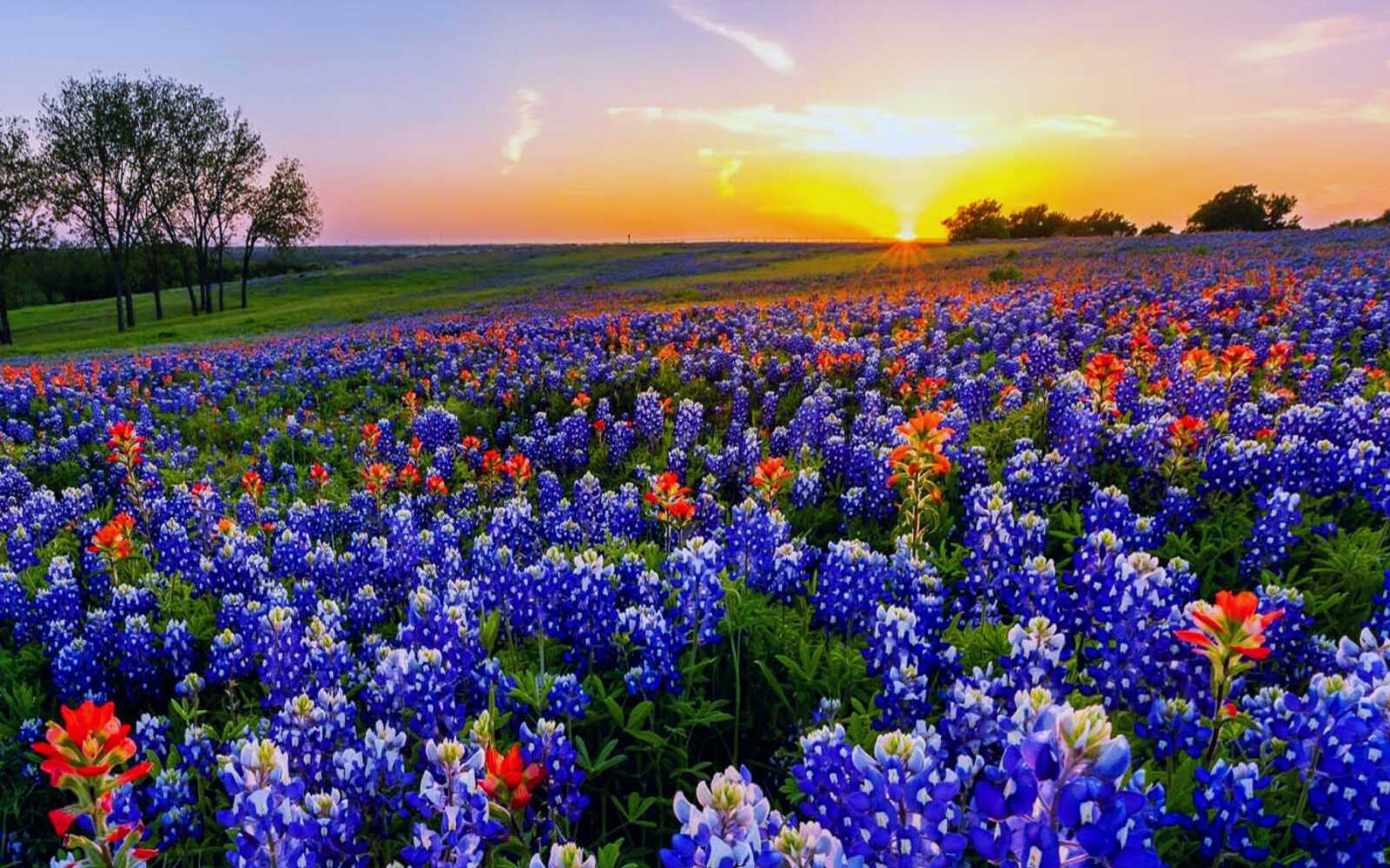 Bluebonnet Wallpapers (44 images) - WallpaperCat