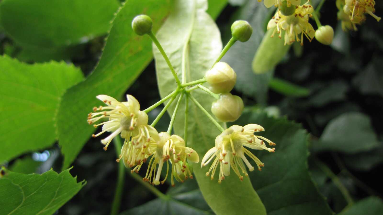 Linden Tree Wallpapers (20 images) - WallpaperCat