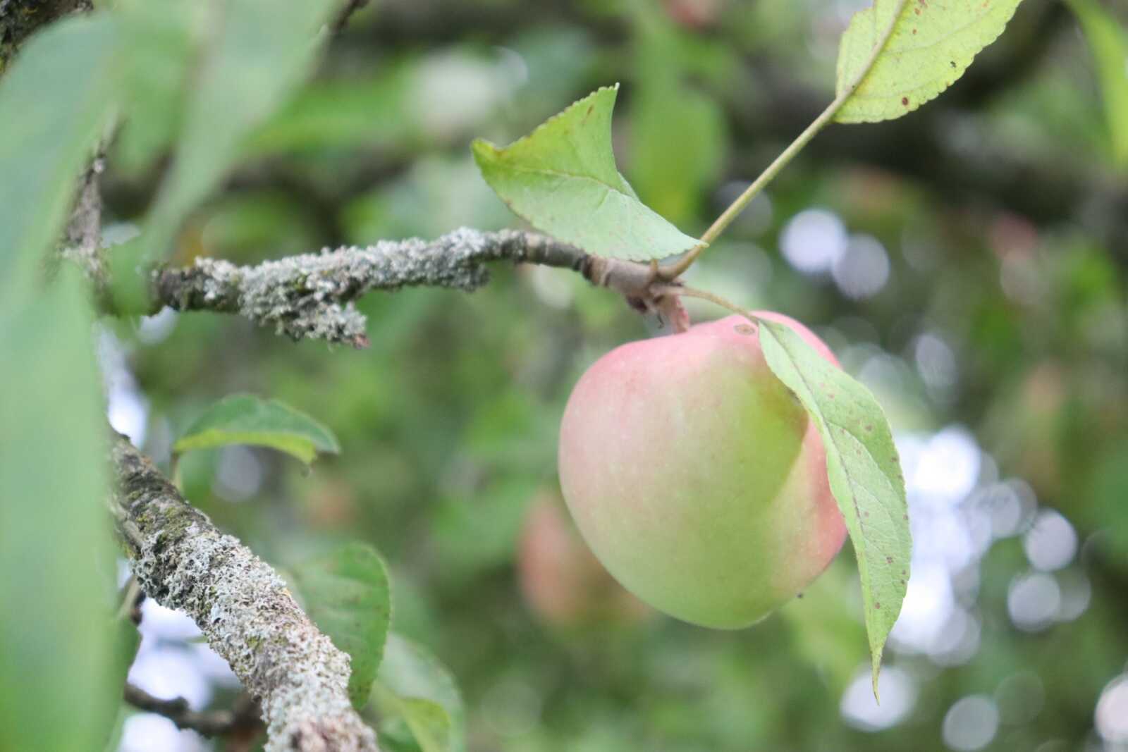 Apple Tree Wallpapers (70 images) - WallpaperCat